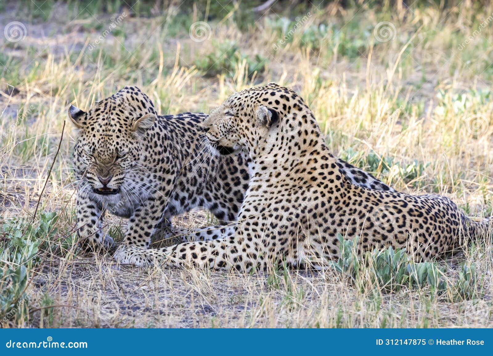 Leopards Mating in Botswana, Africa Stock Image - Image of african, portrait: 312147875
