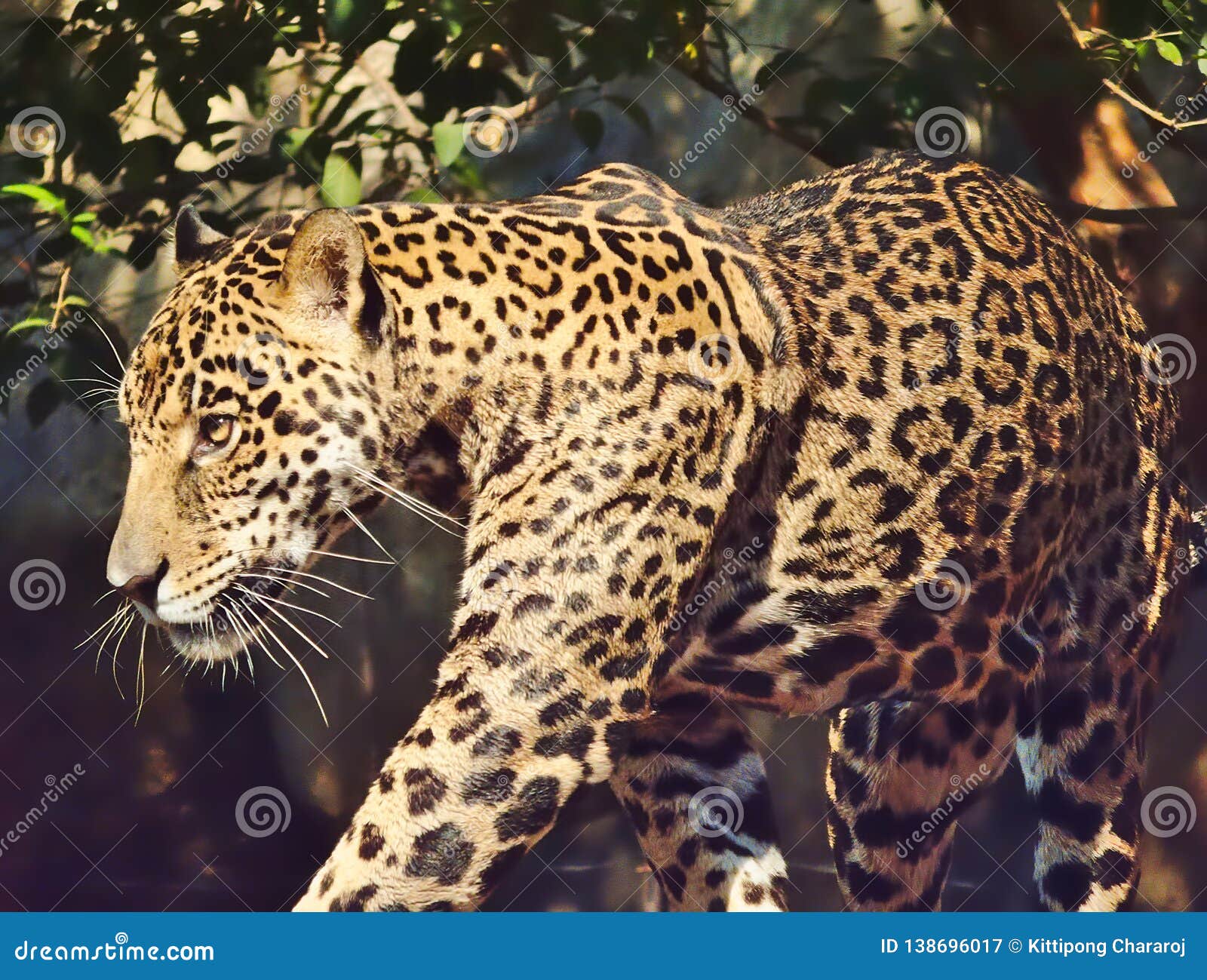 Leopard is walking. stock image. Image of africa, park - 138696017