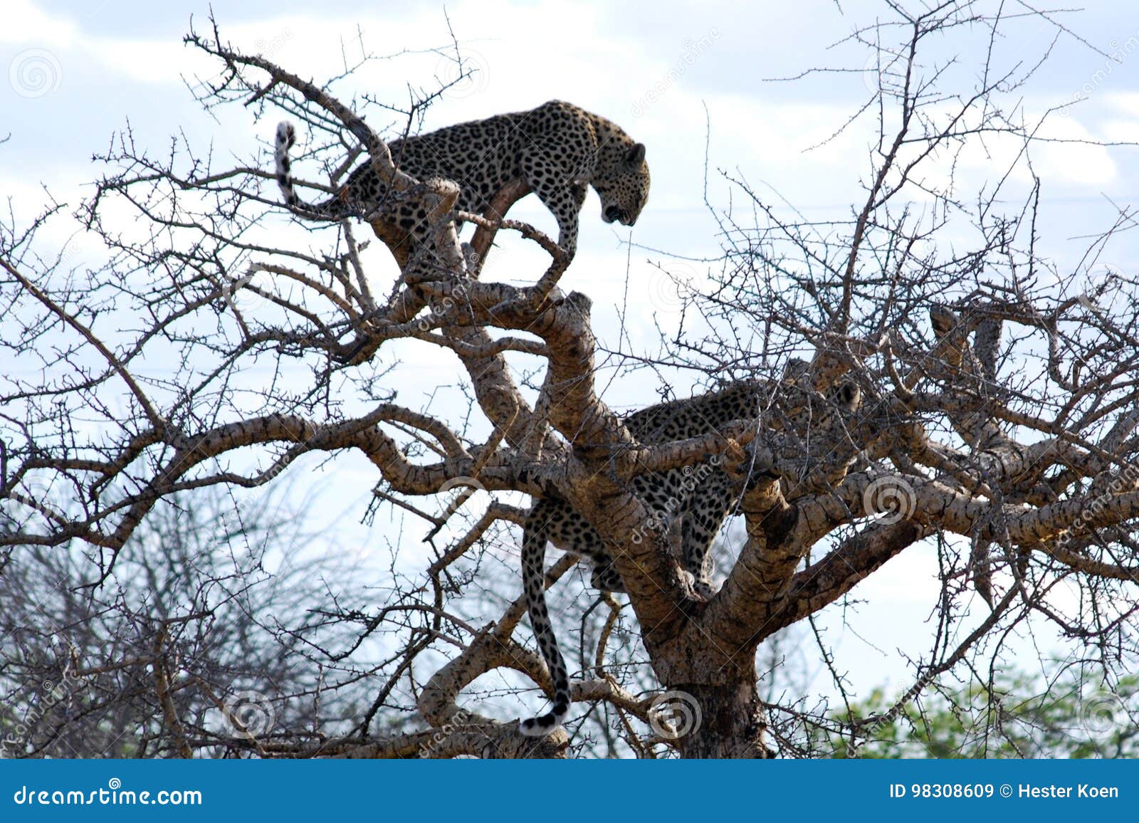 Leopards Watching from a Tree Stock Image - Image of africa, pppardus ...