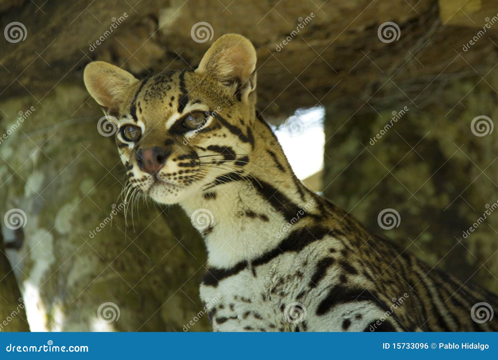 Leopardus pardalis stock photo. Image of nature, animal - 15733096