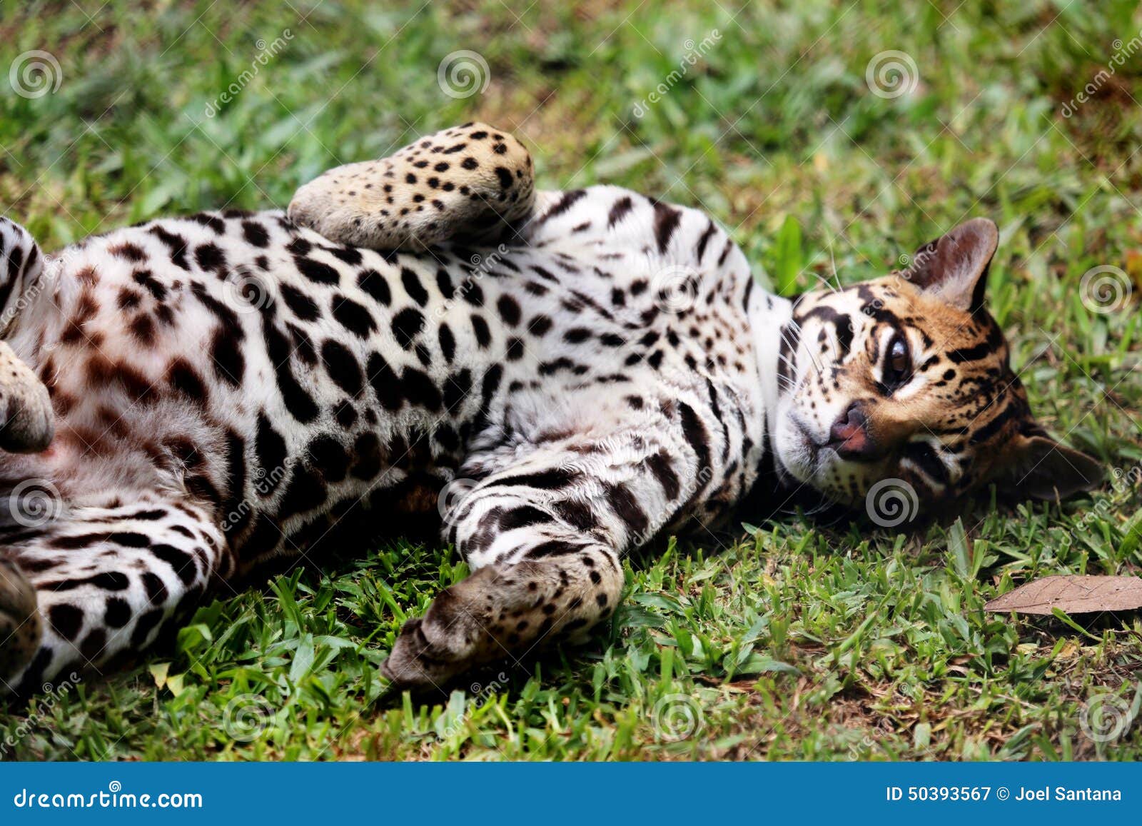 Leopardus pardalis stock image. Image of species, conservation - 50393567