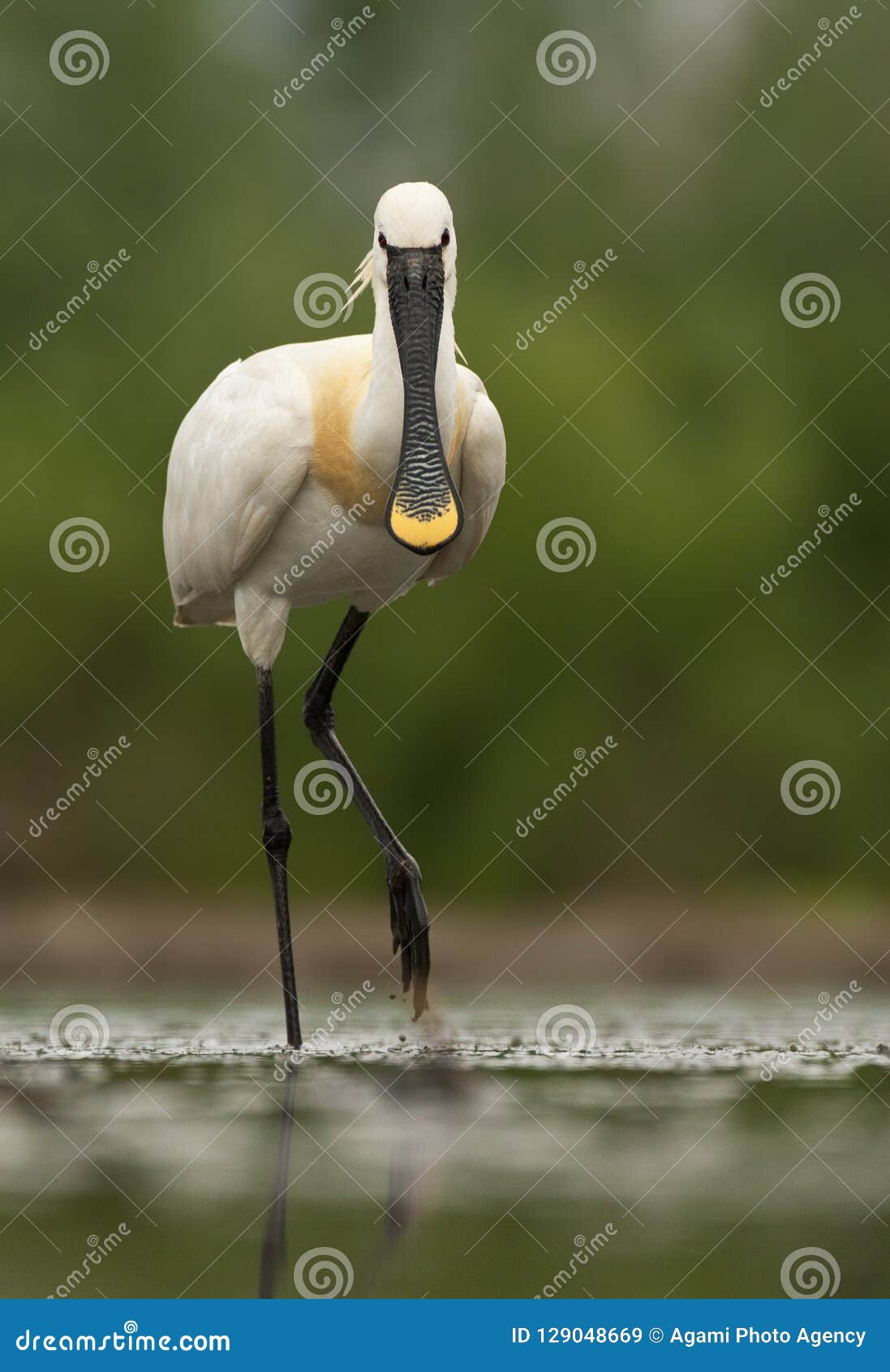 Lepelaar, Eurasian Spoonbill, Platalea Leucorodia Stock Image - Image ...