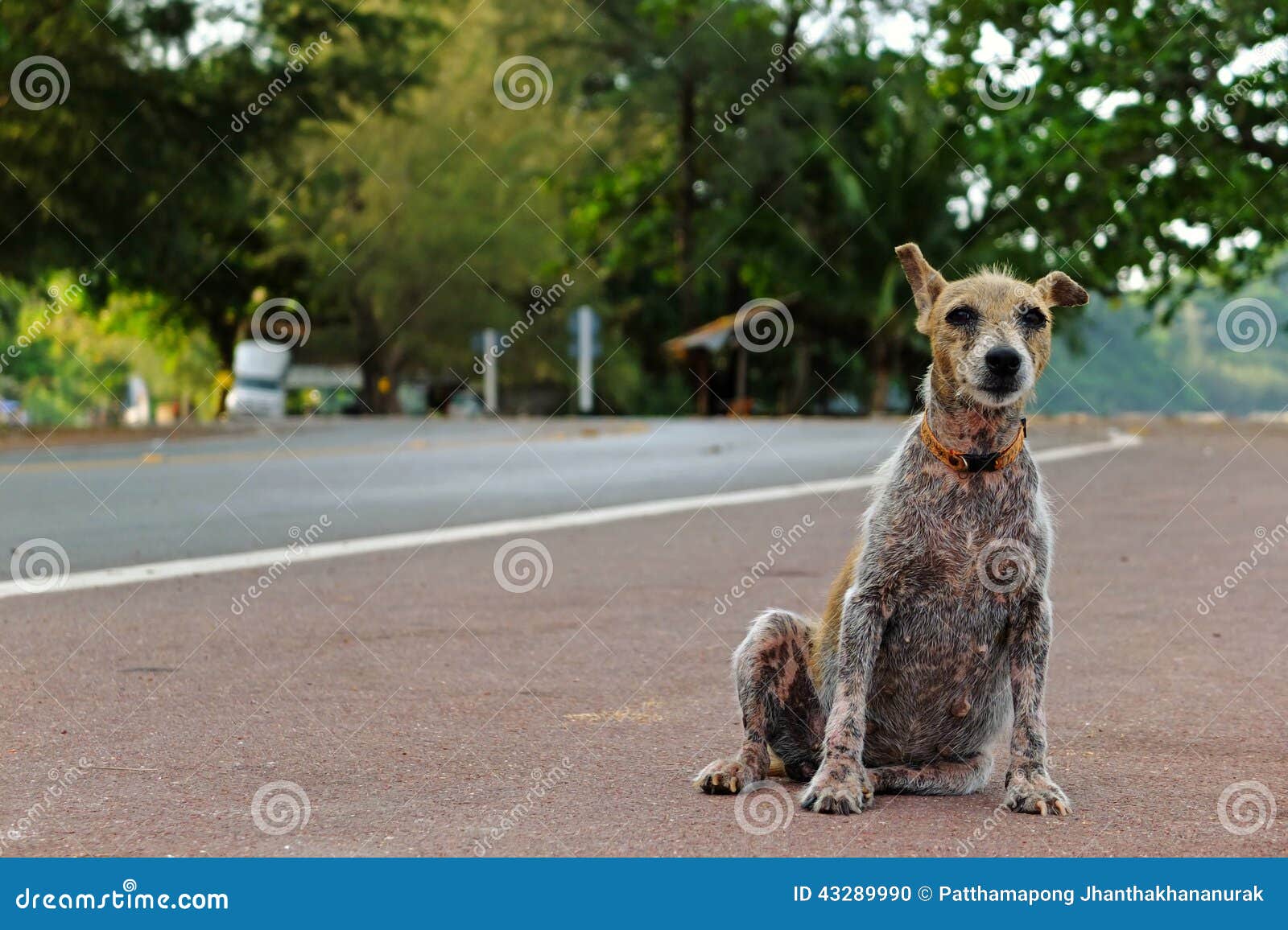 Leper dog stock photo. Image of animal, leper, street - 43289990
