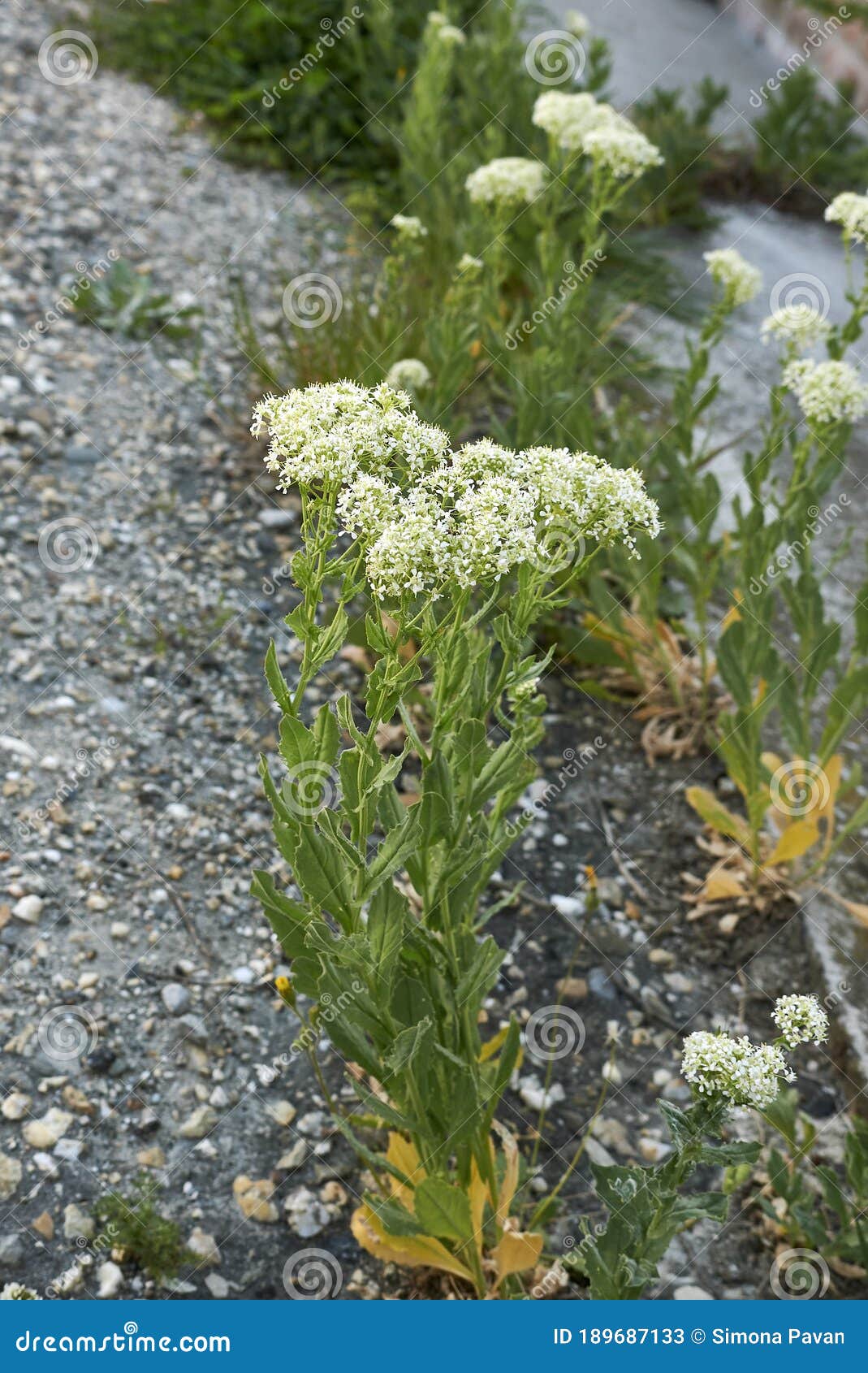 Lepidium Draba White Flowers In Natural Meadow Royalty-Free Stock Image ...