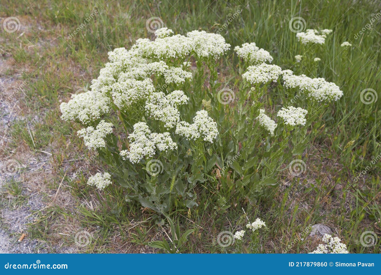 Lepidium draba in bloom stock photo. Image of flower - 217879860