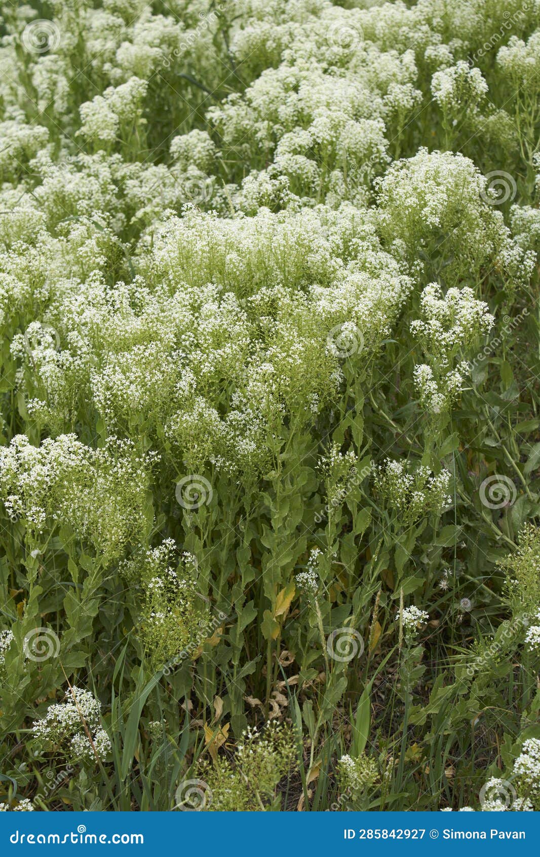 Lepidium Draba Plant in Bloom Stock Image - Image of stem, white: 285842927