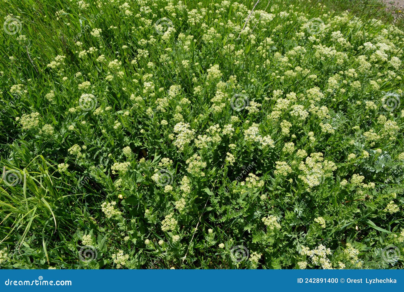 Lepidium Draba Grows in the Wild Stock Photo - Image of ecology ...