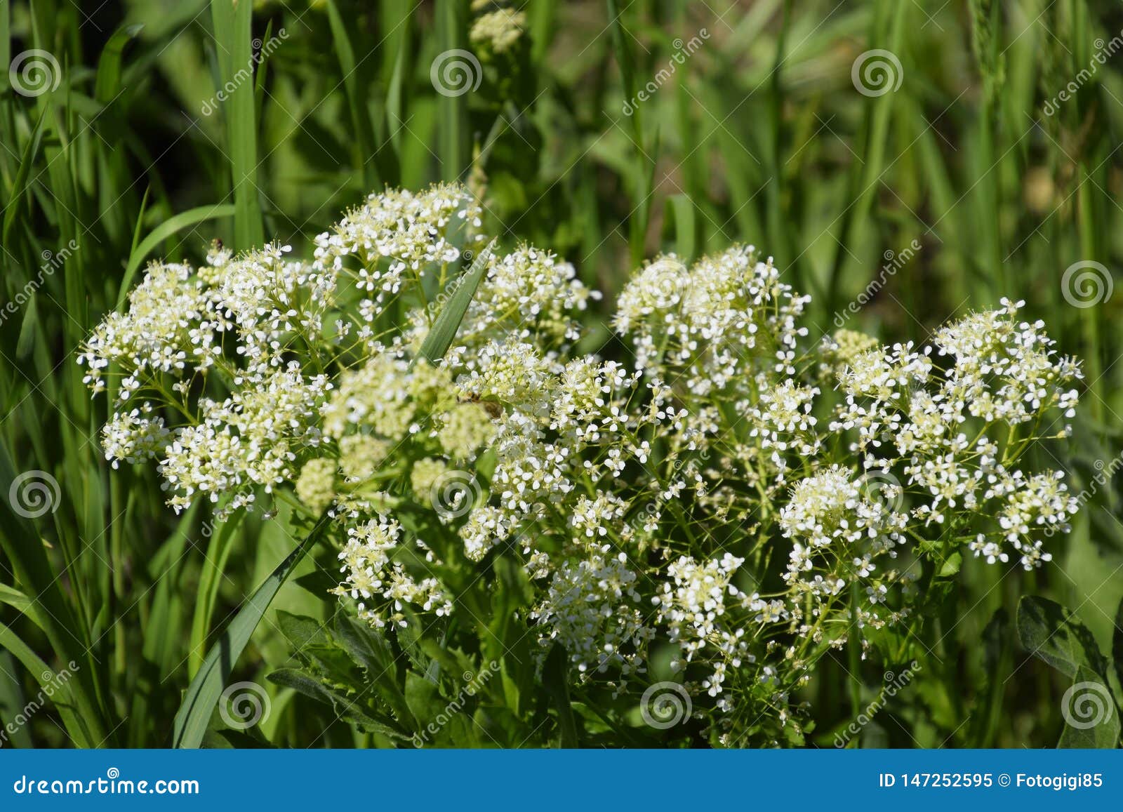 Lepidium Draba White Flowers Stock Image - Image of cardaria ...