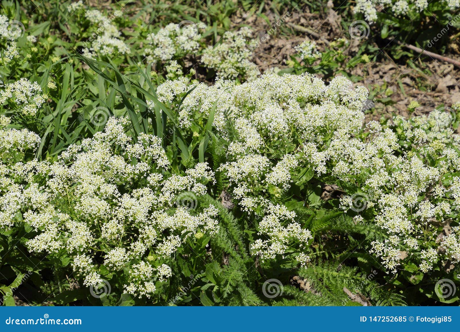 Lepidium Draba White Flowers Stock Image - Image of blooming, common ...