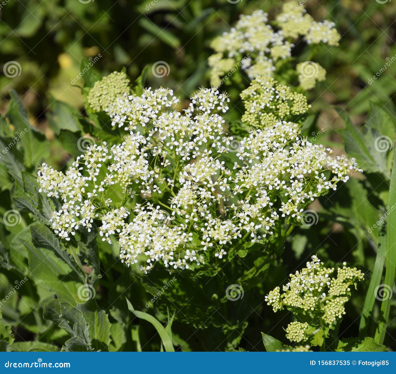 Lepidium Draba White Flowers Stock Image - Image of lepidium, herbal ...