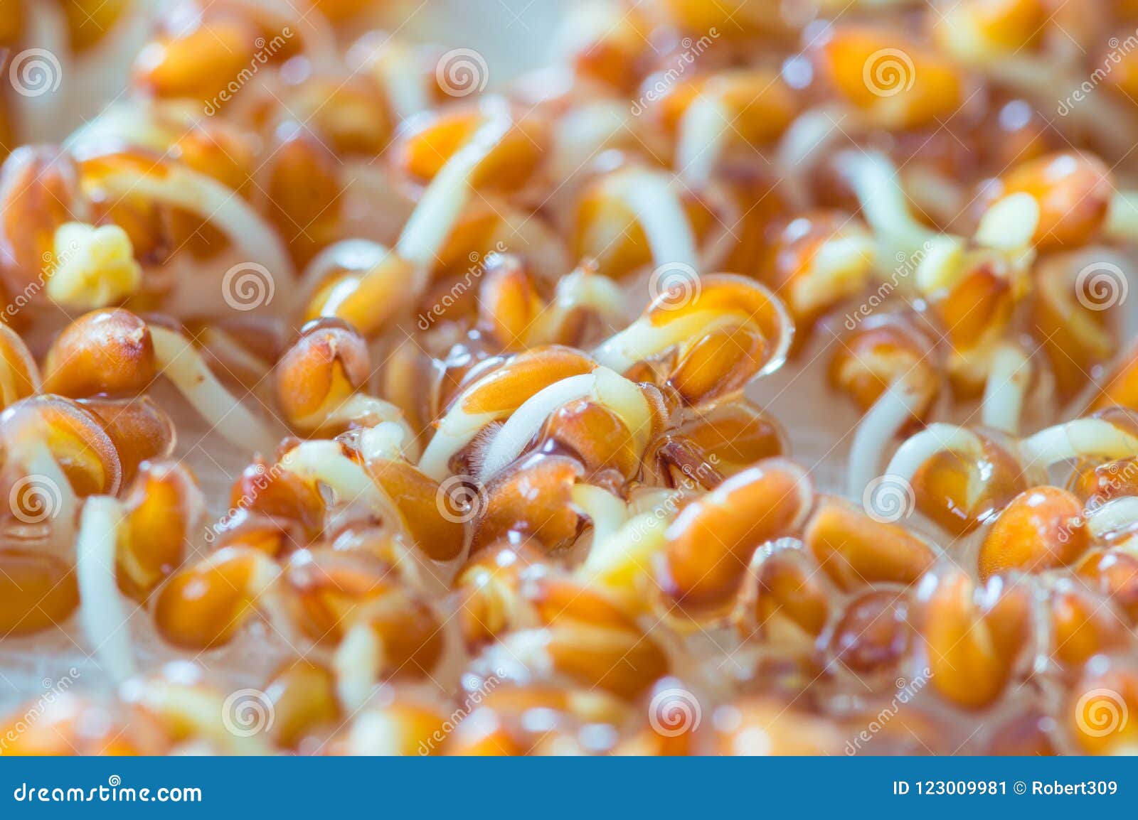 Lepidium Sativum L. Seeds Sprouting Stock Image - Image of food, cress ...
