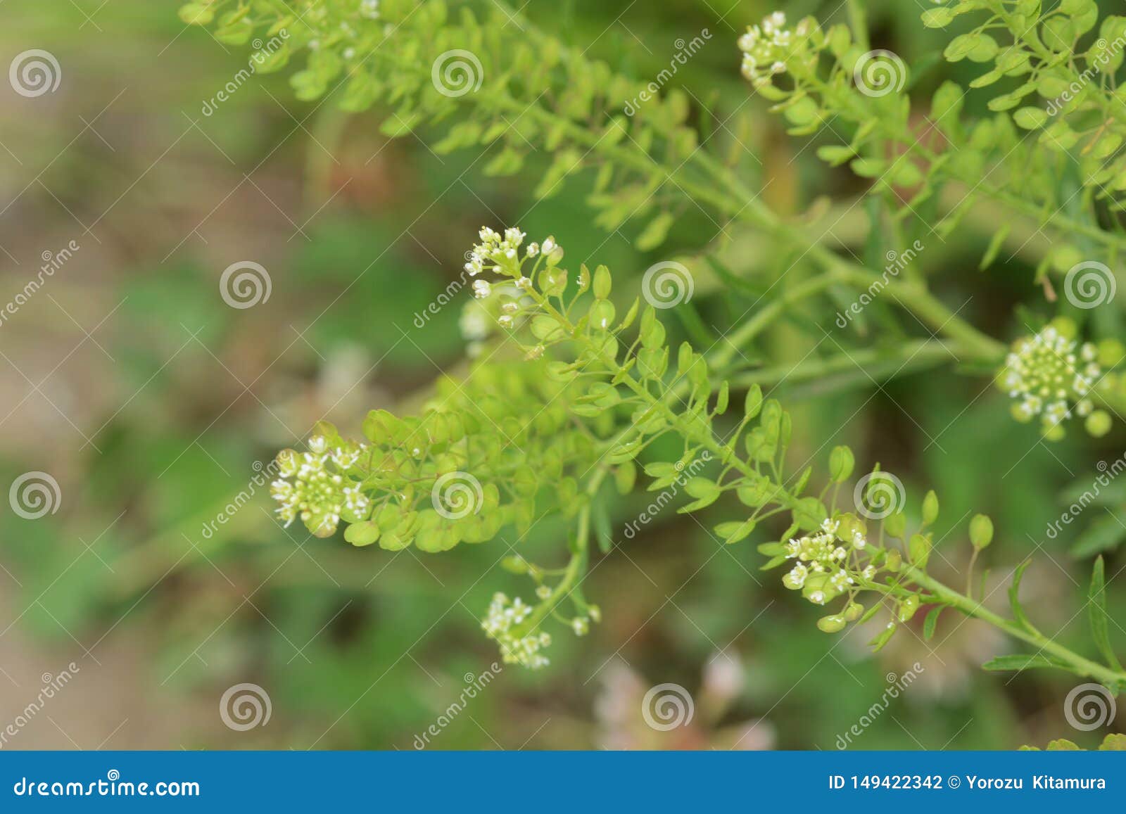 Lepidium Virginicum Virginia Pepperweed Royalty-Free Stock Photo ...
