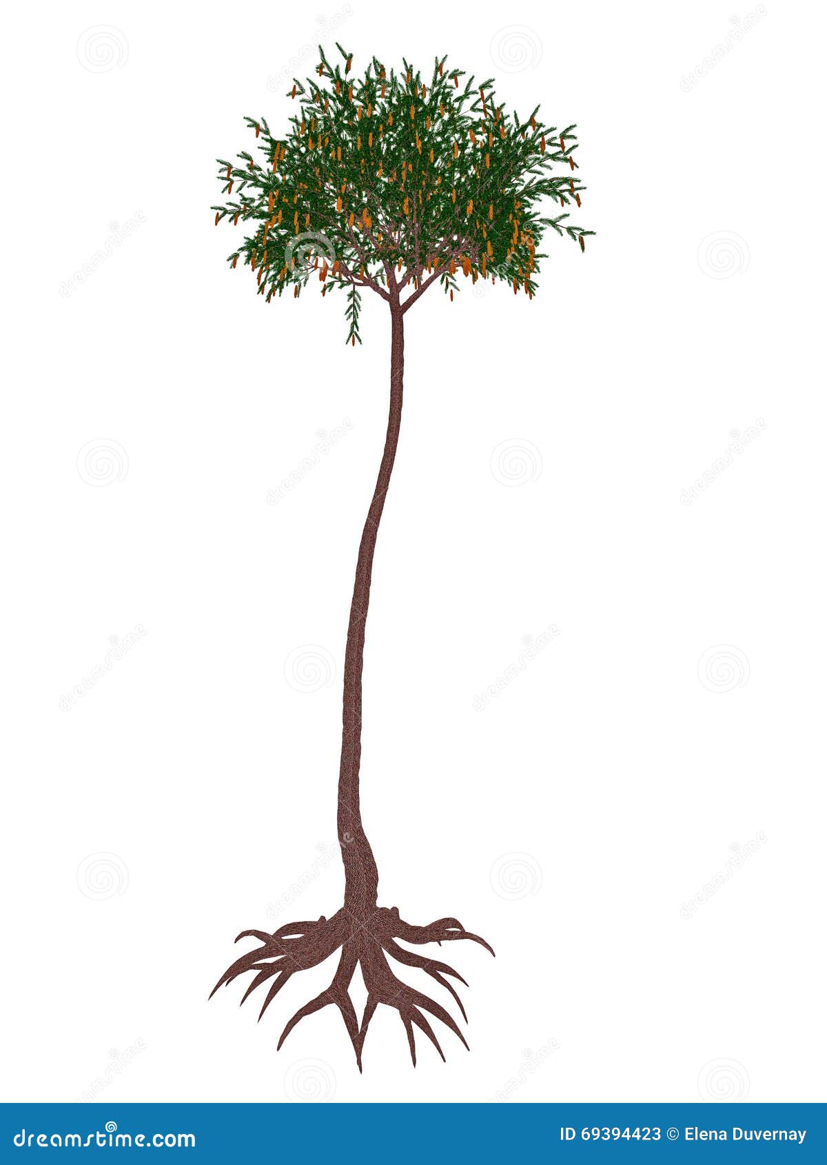 Lycopod Tree Illustration, Drawing, Engraving, Ink, Line Art, Vector ...