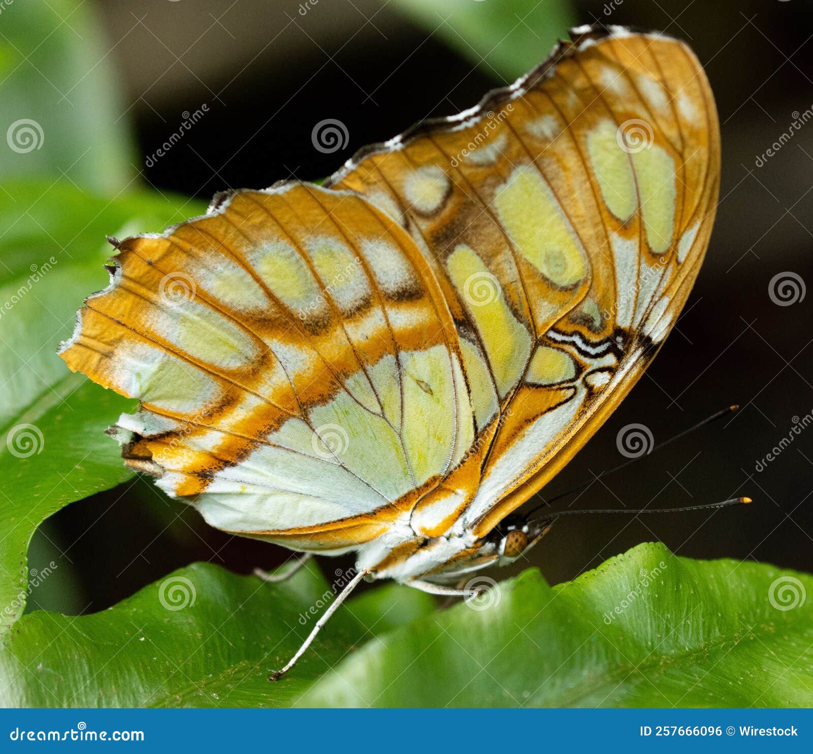 Lepidoptera Butterfly on a Grean Leaf, Macro Stock Photo - Image of ...