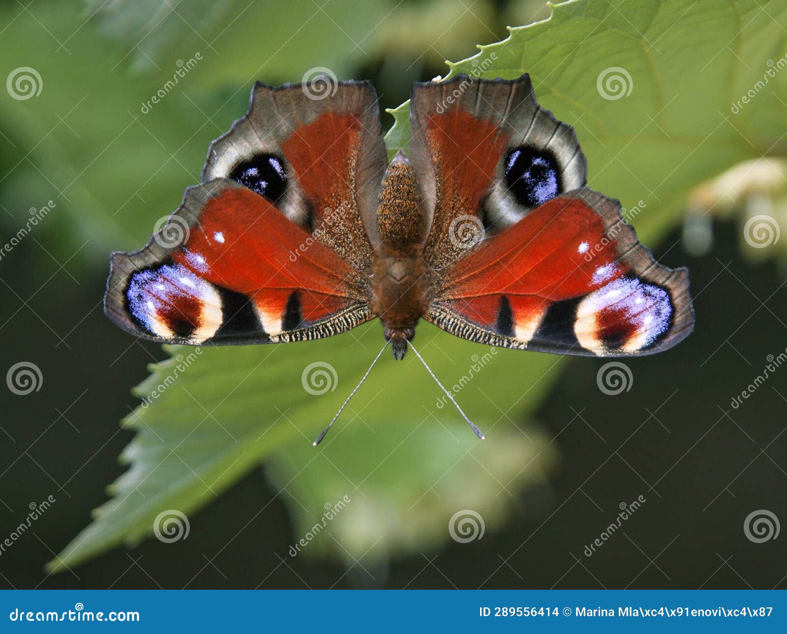 Lepidoptera Butterfly on Linden Tree Leaf Stock Photo - Image of giant ...