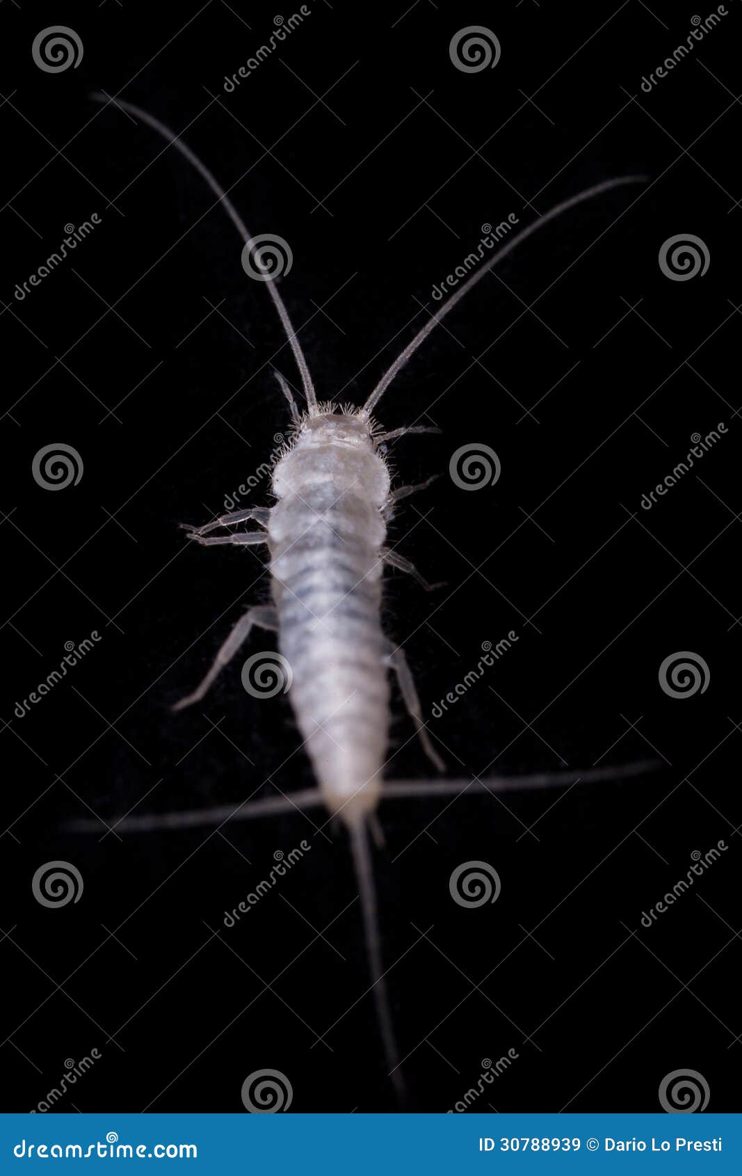 Lepisma stock image. Image of fishlet, ugly, lepisma - 30788939