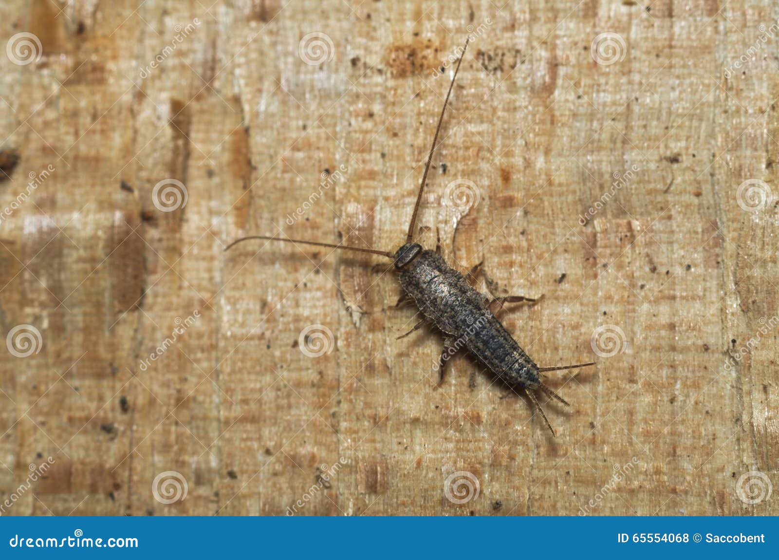 Lepisma Que Explora En Un Pedazo De Madera Foto de archivo - Imagen de ...