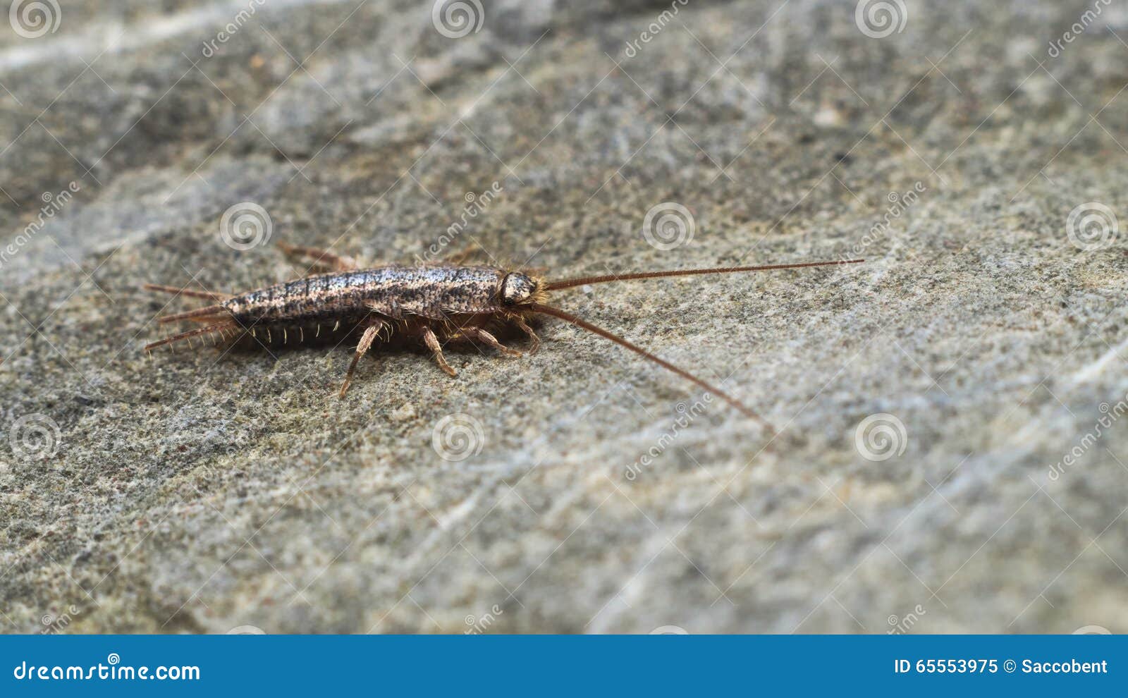 Lepisma Que Explora En Una Roca Imagen de archivo - Imagen de piedra ...