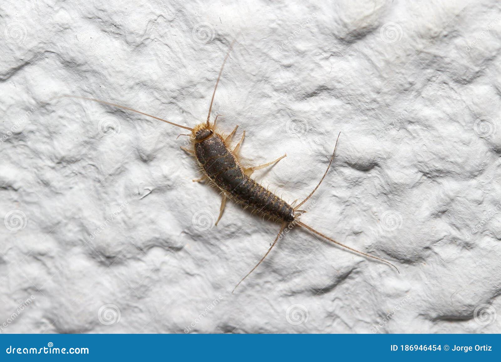 Lepisma Saccharina Posed on a White Wall Stock Photo - Image of light ...
