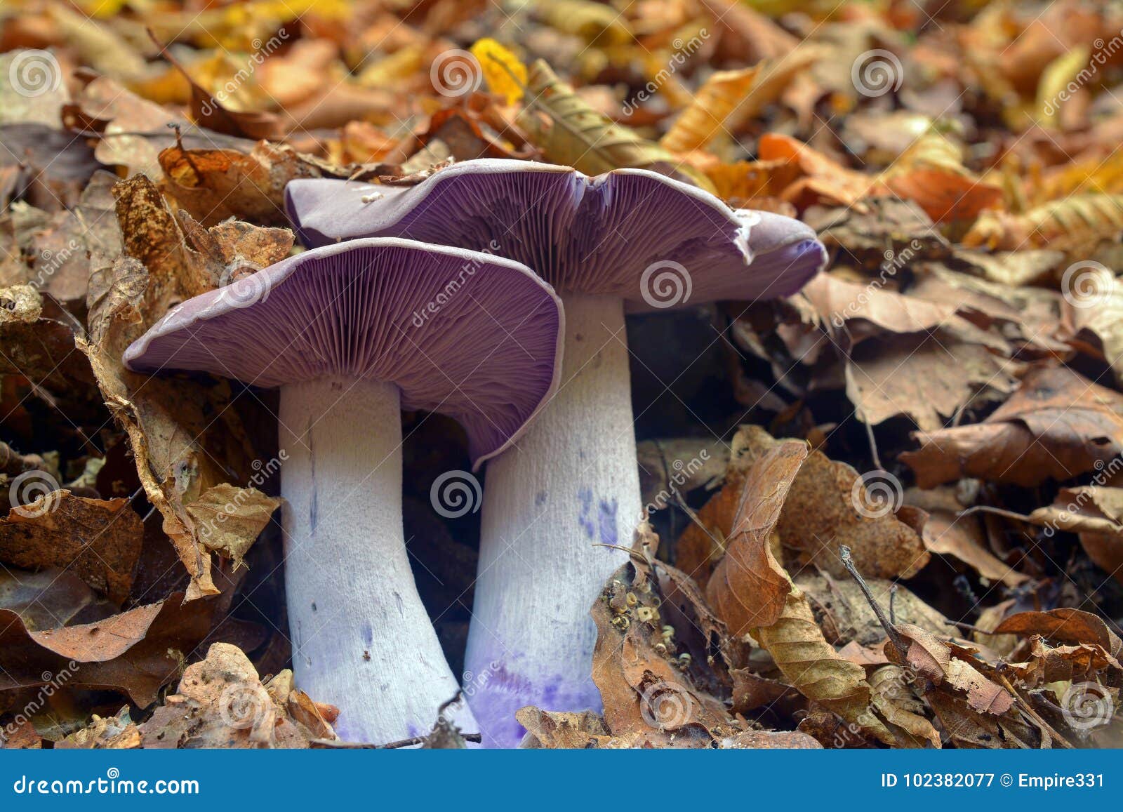 Lepista Nuda Mushroom Stock Photography | CartoonDealer.com #92523842