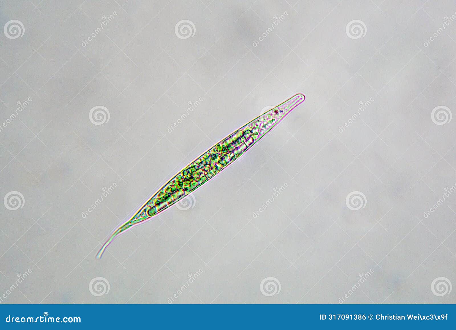Lepocinclis Acus or Euglena Acus Under the Microscope Stock Photo ...