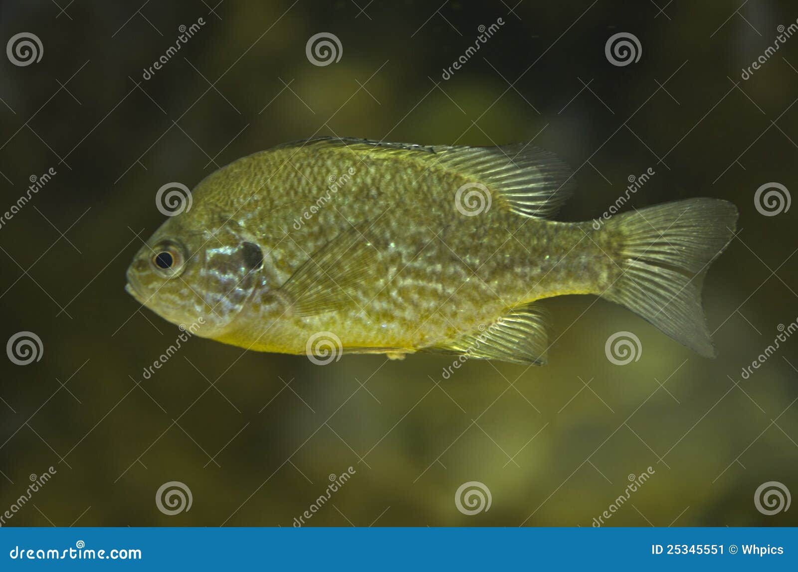 Sunfish Pumpkinseed Bream Lepomis Gibbosus - Colorful Freshwater Fish ...
