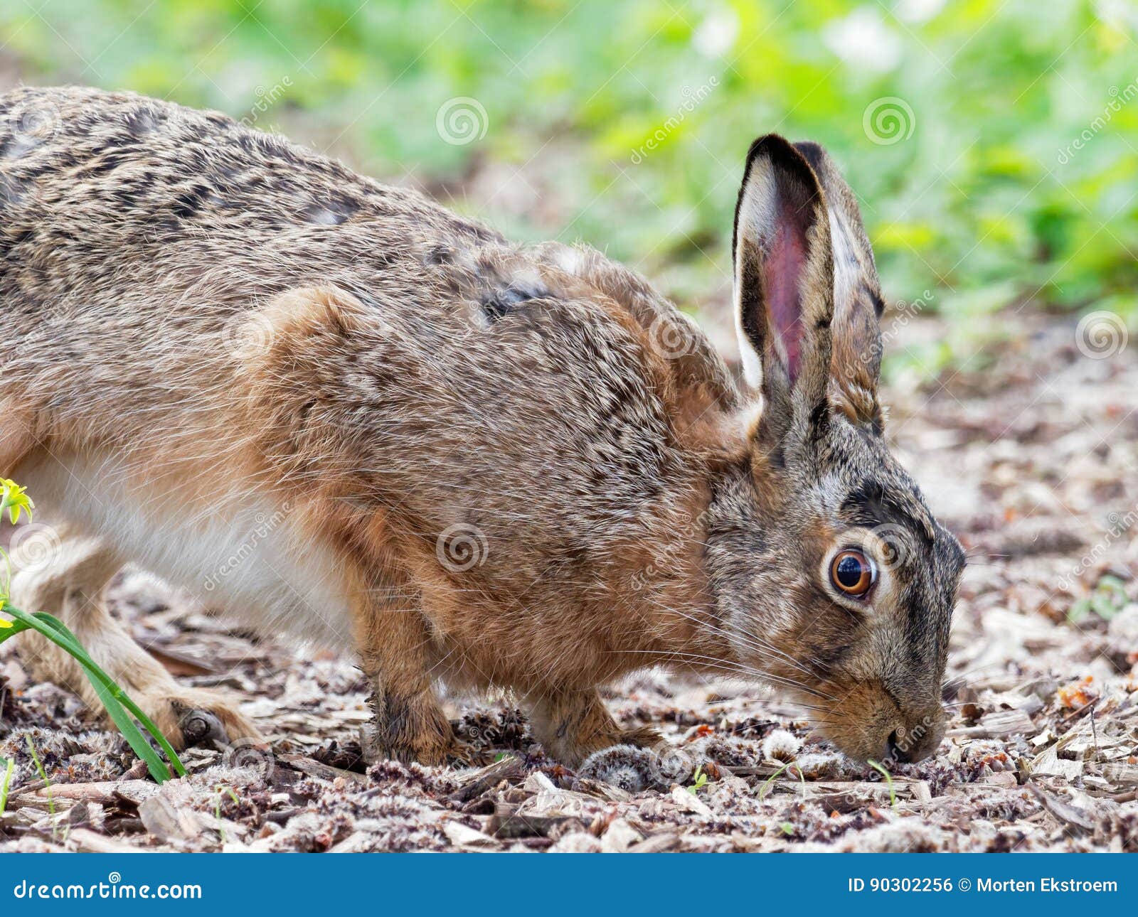 Lepre Europea - Europaeus Del Lepus Fotografia Stock - Immagine di ...