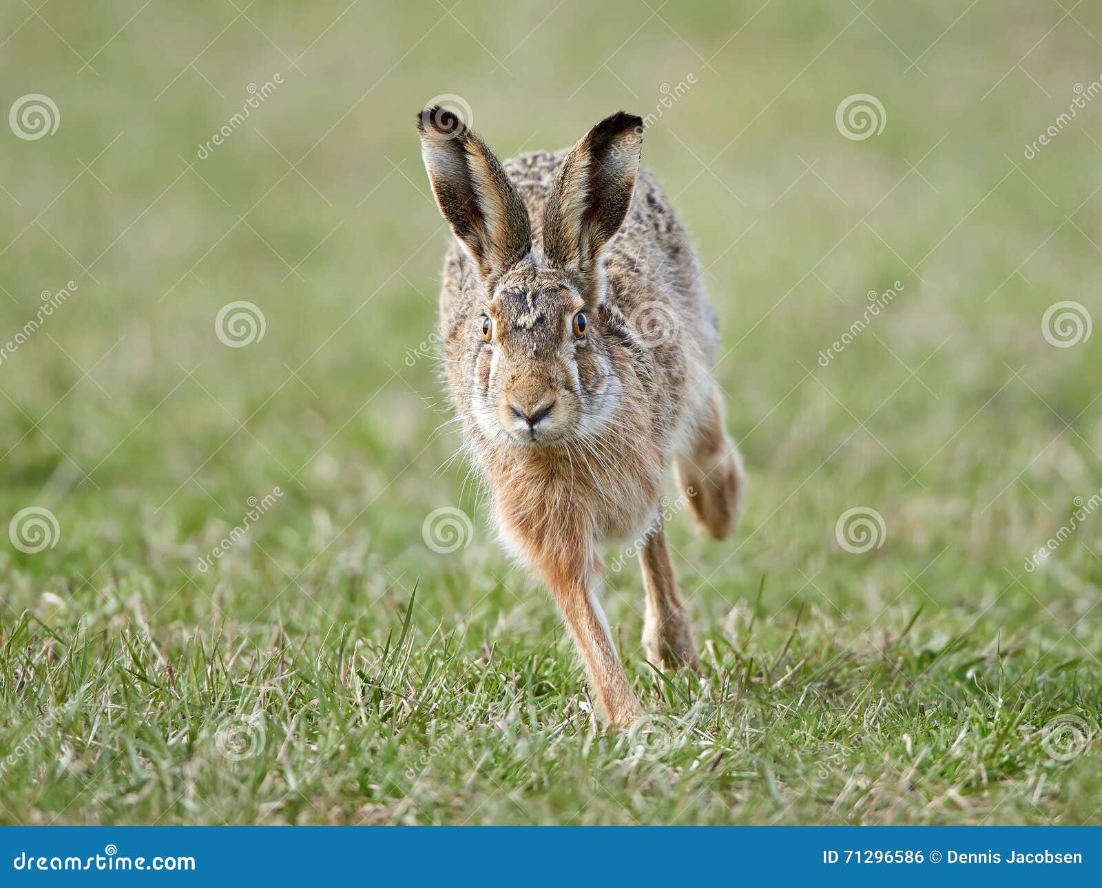 Lepri Europee (europaeus Del Lepus) Fotografia Stock - Immagine di ...