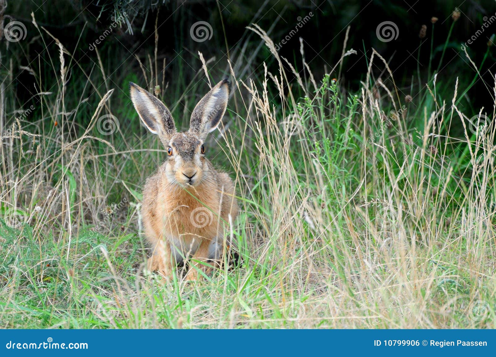 Lepri selvagge fotografia stock. Immagine di ambientale - 10799906