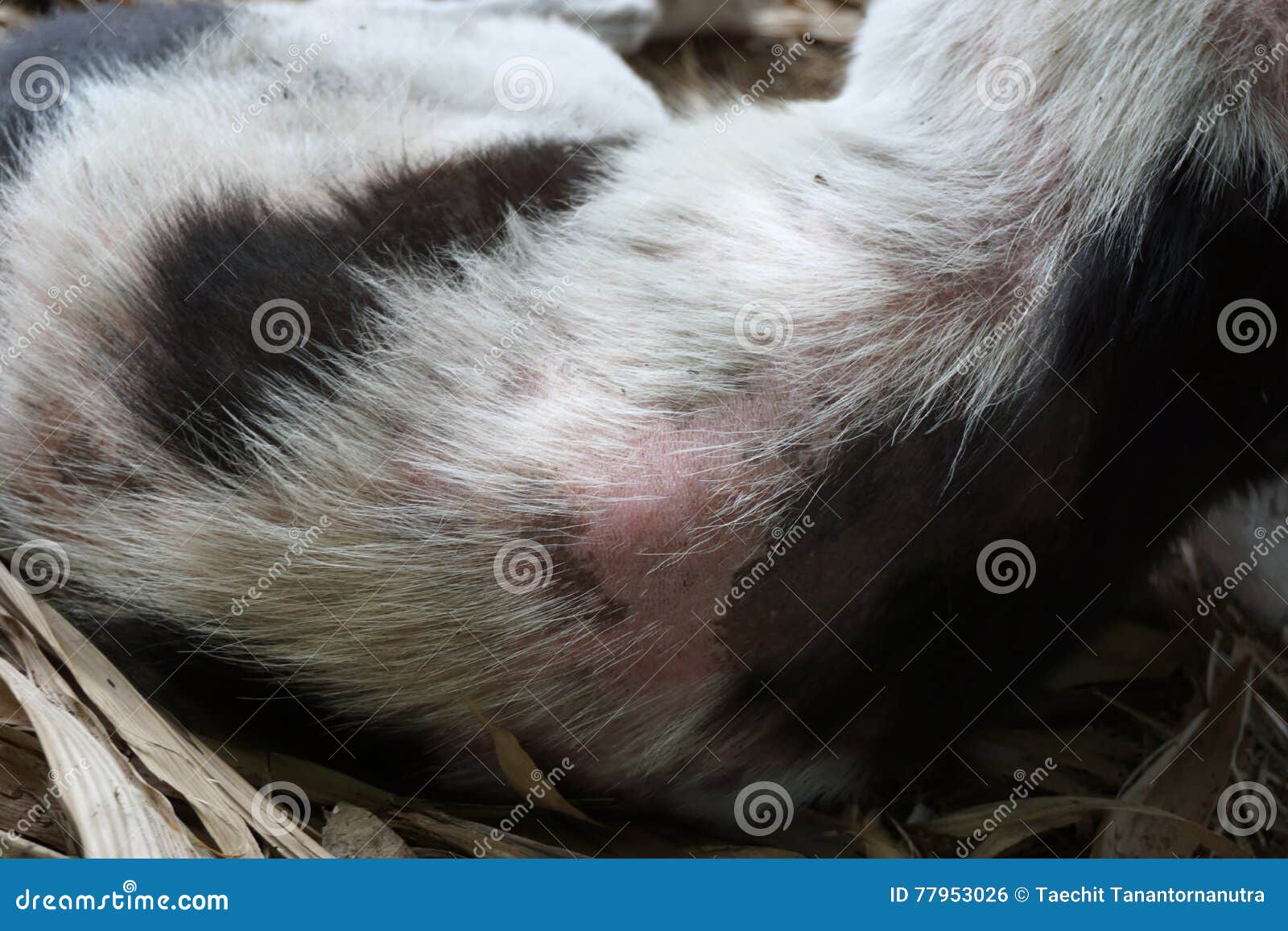 Leprosy in dog stock photo. Image of dirty, scabies, road - 77953026