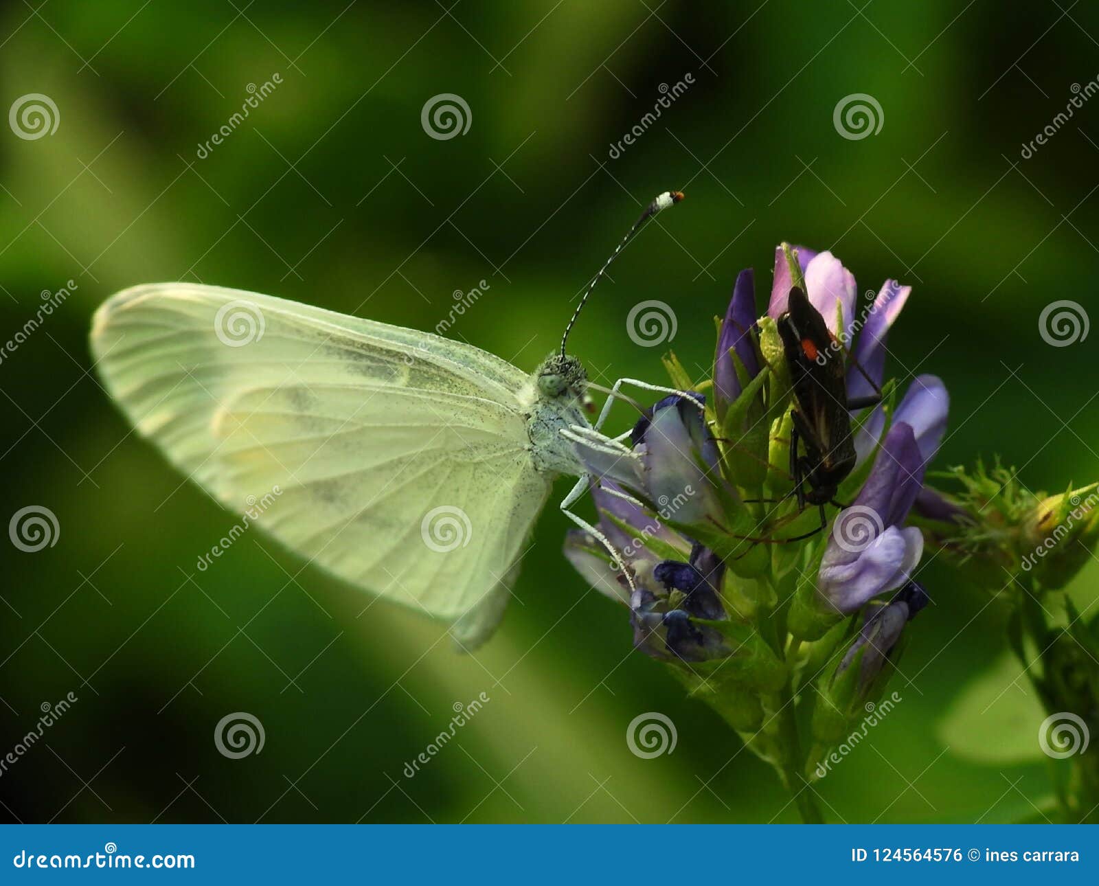 Leptidea sinapis stock photo. Image of white, butterfly - 124564576