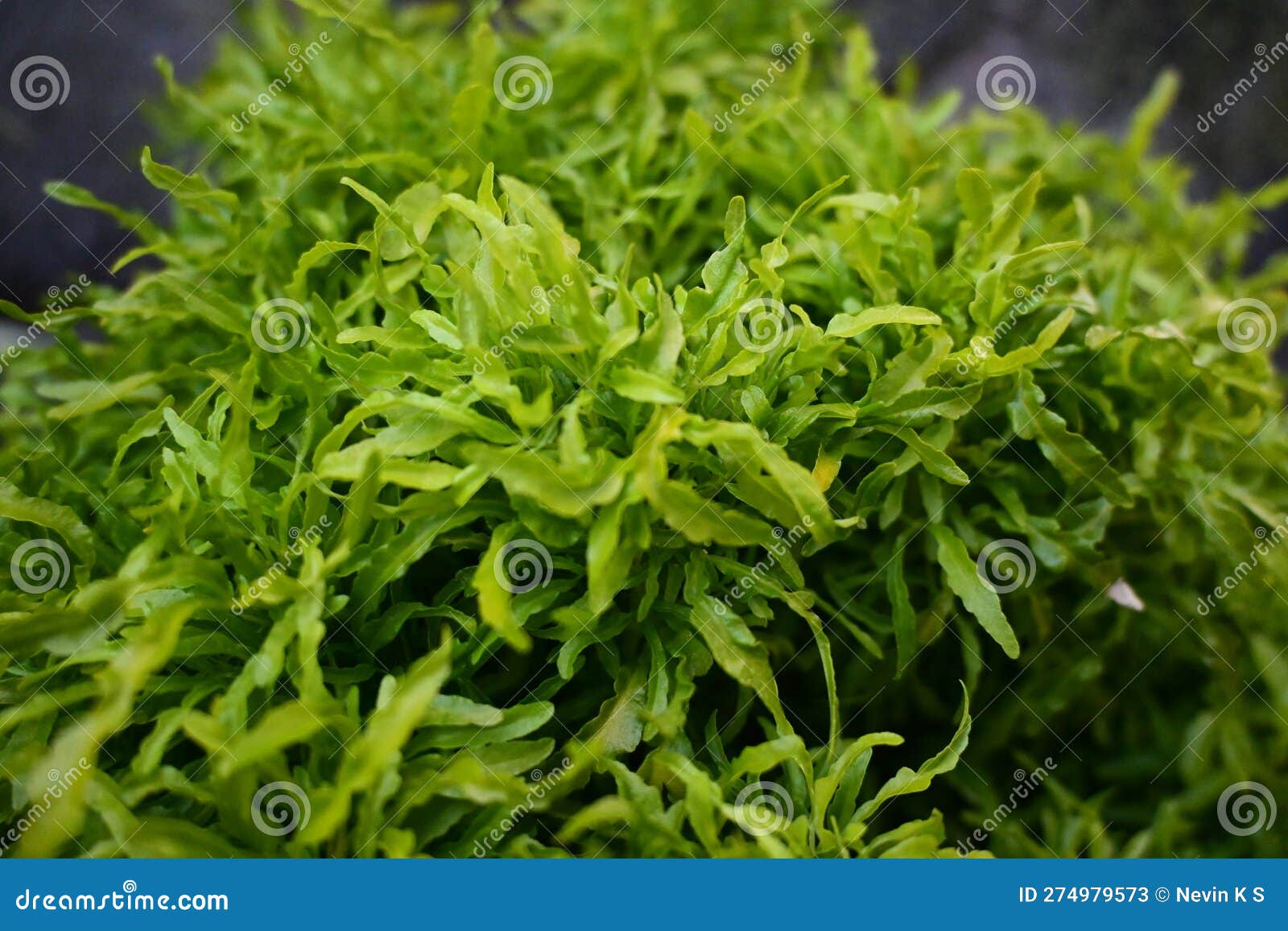 Leptochilus Pteropus, Commonly Known As Java Fern after the Indonesian ...