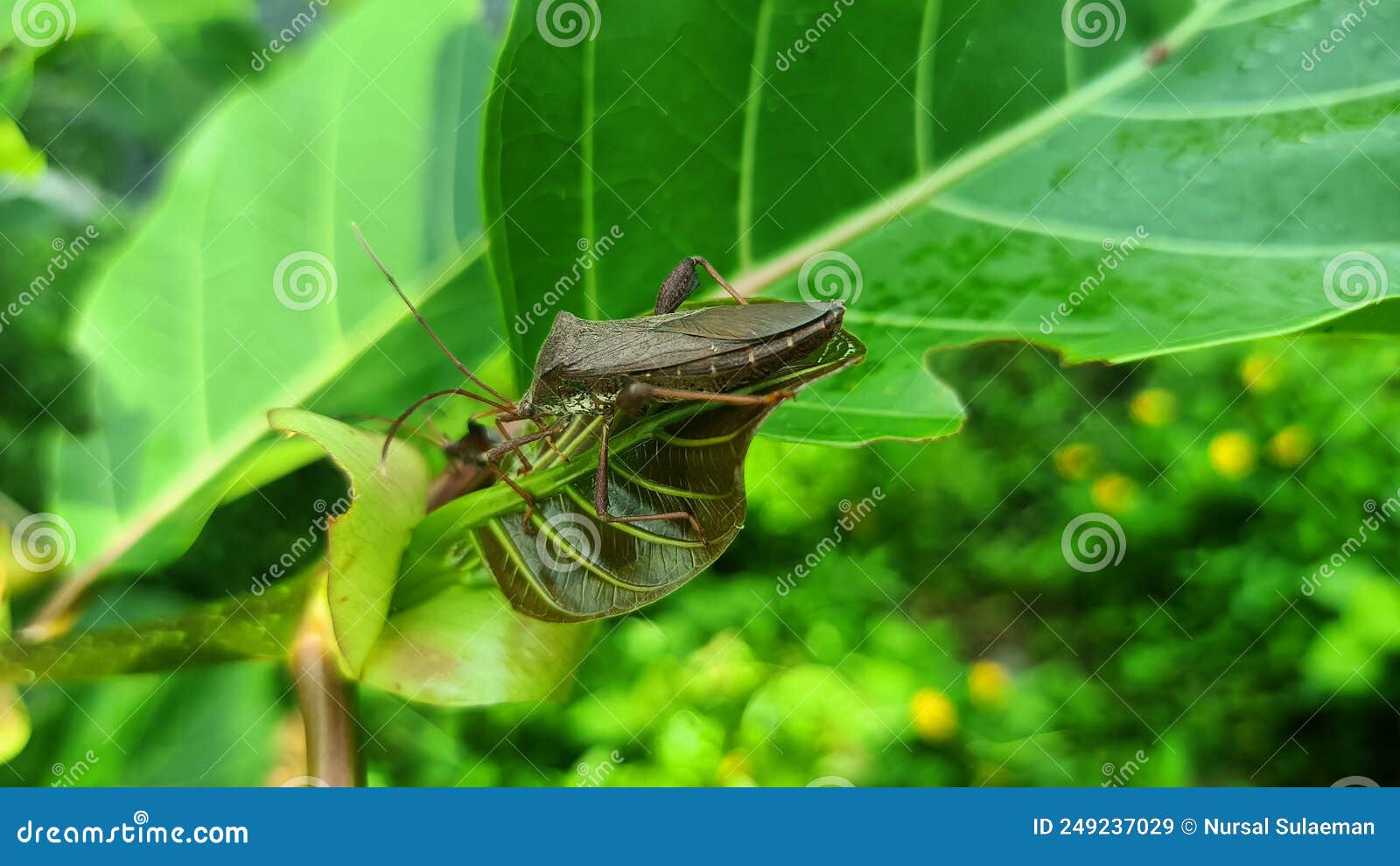 Leptocorisa Oratorius is Disguised on a Leaf Stock Image - Image of ...