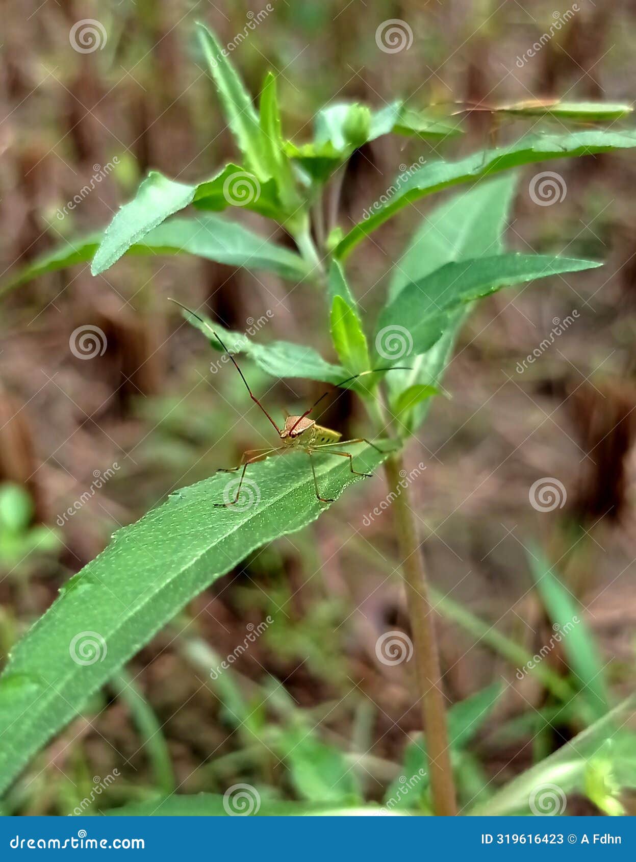 Leptocorisa Oratorius on Leaves in Rice Fields Stock Image - Image of ...