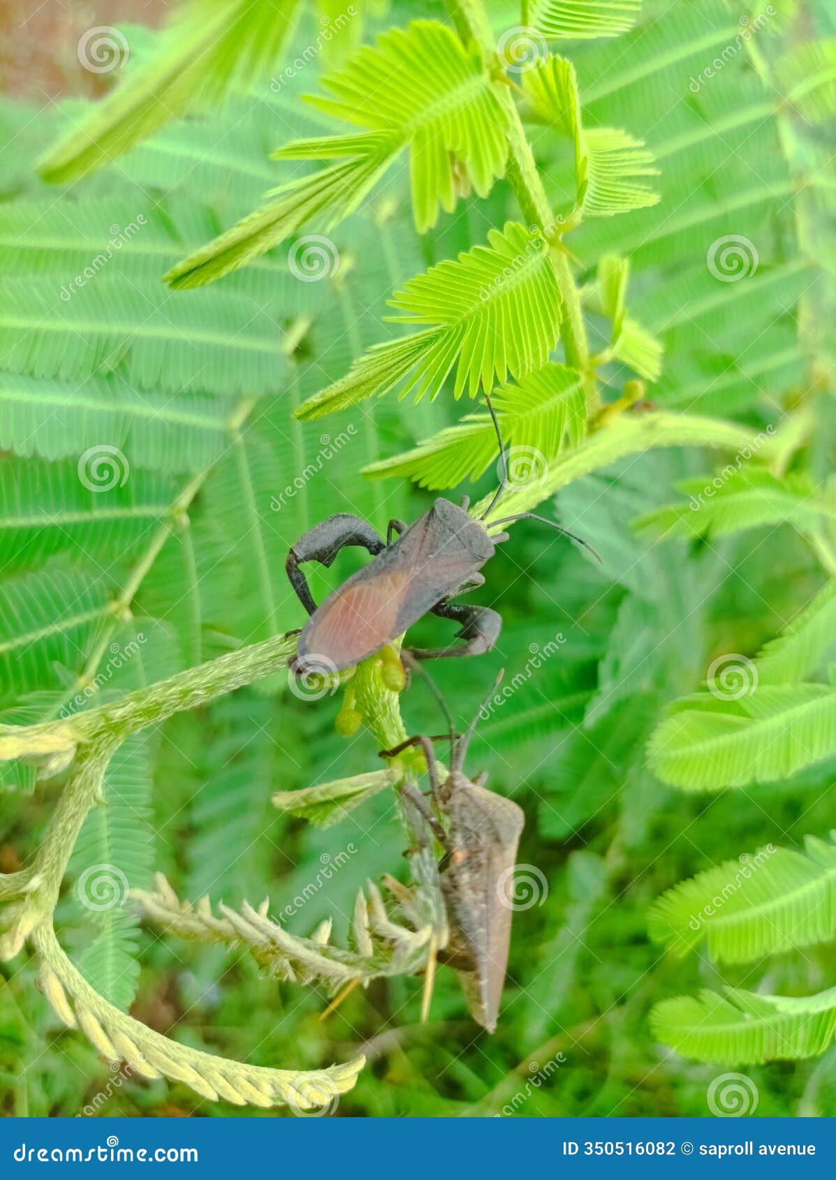 Leptocorisa Oratorius Perched on Green Leaves Looks Charming Stock ...