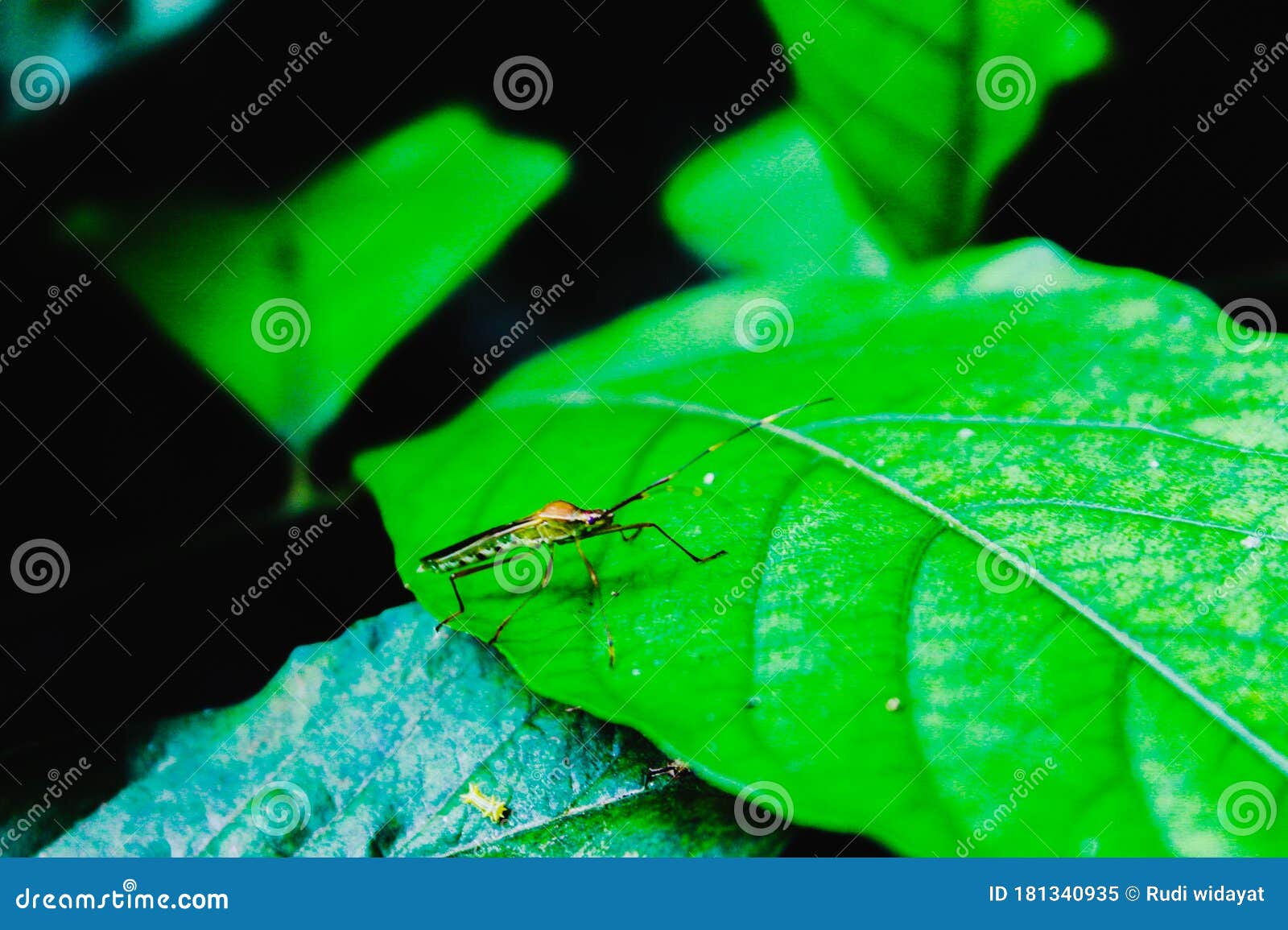 Leptocorisa Rice Earhead Stock Photos - Free & Royalty-Free Stock ...
