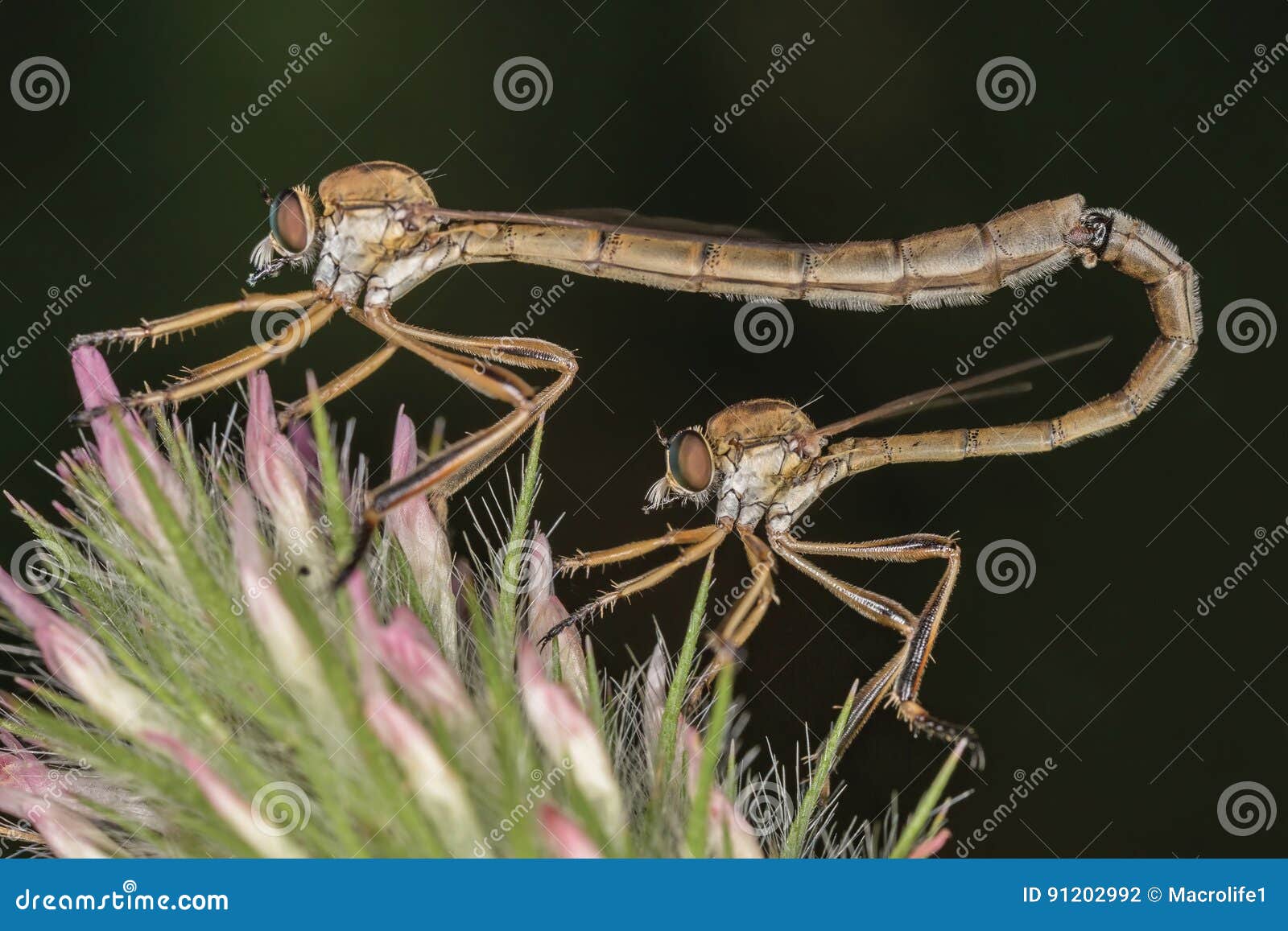 Leptogaster sp, mating stock photo. Image of macro, diptera - 91202992