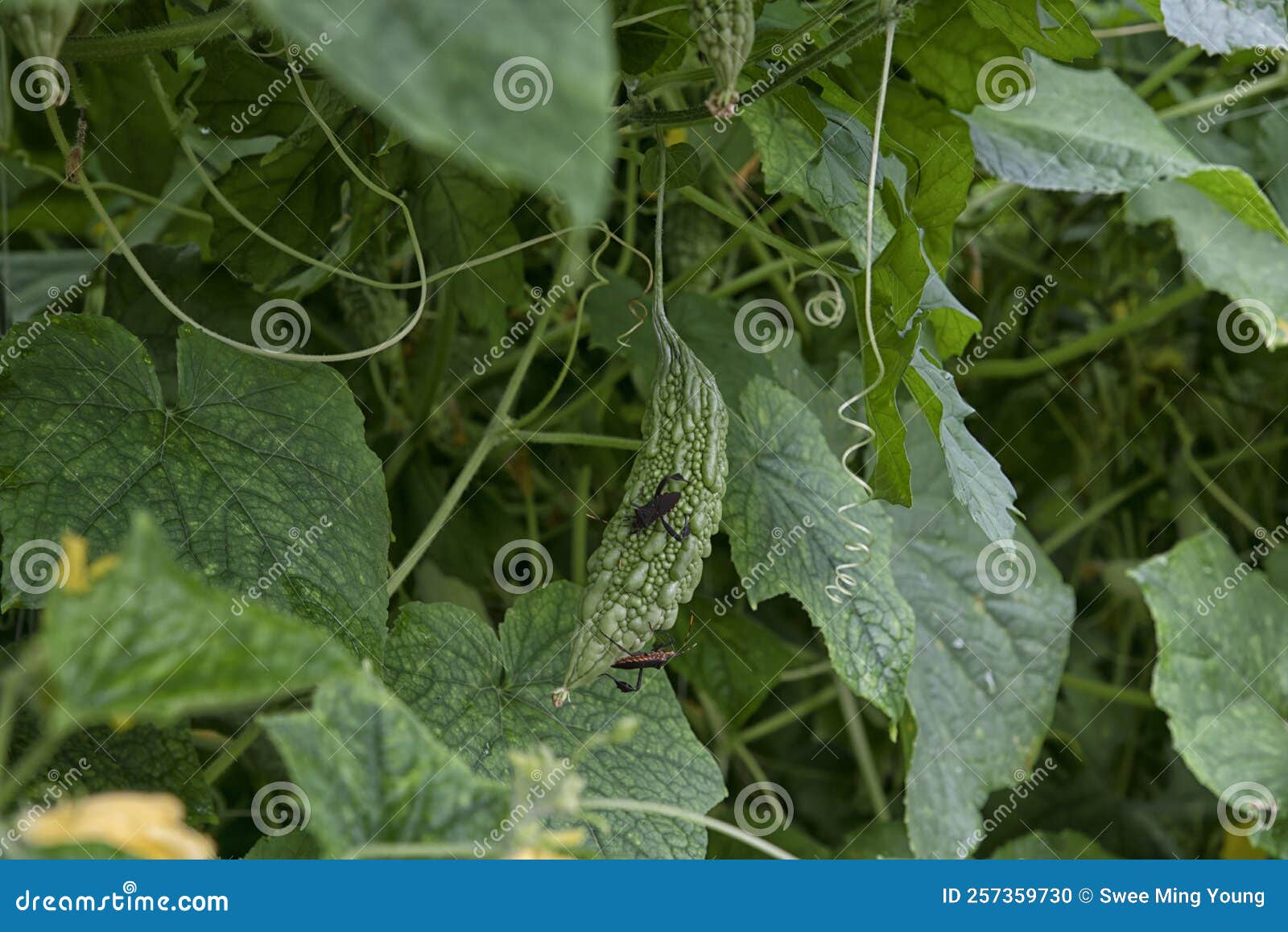 Leptoglossus Gonagra Crawling Around the Bitter Gourd Fruit. Stock ...