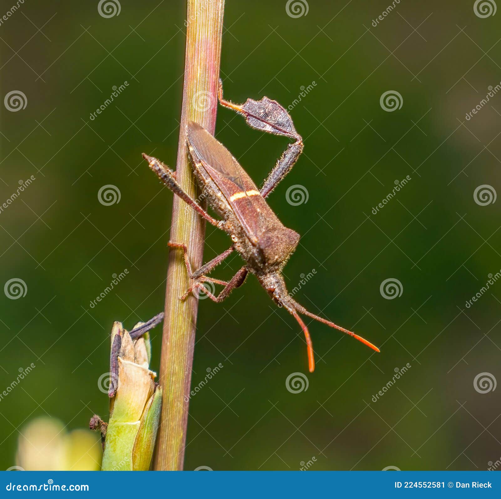 Leptoglossus Phyllopus or Eastern Leaf-footed Bug Hanging on Eastern ...