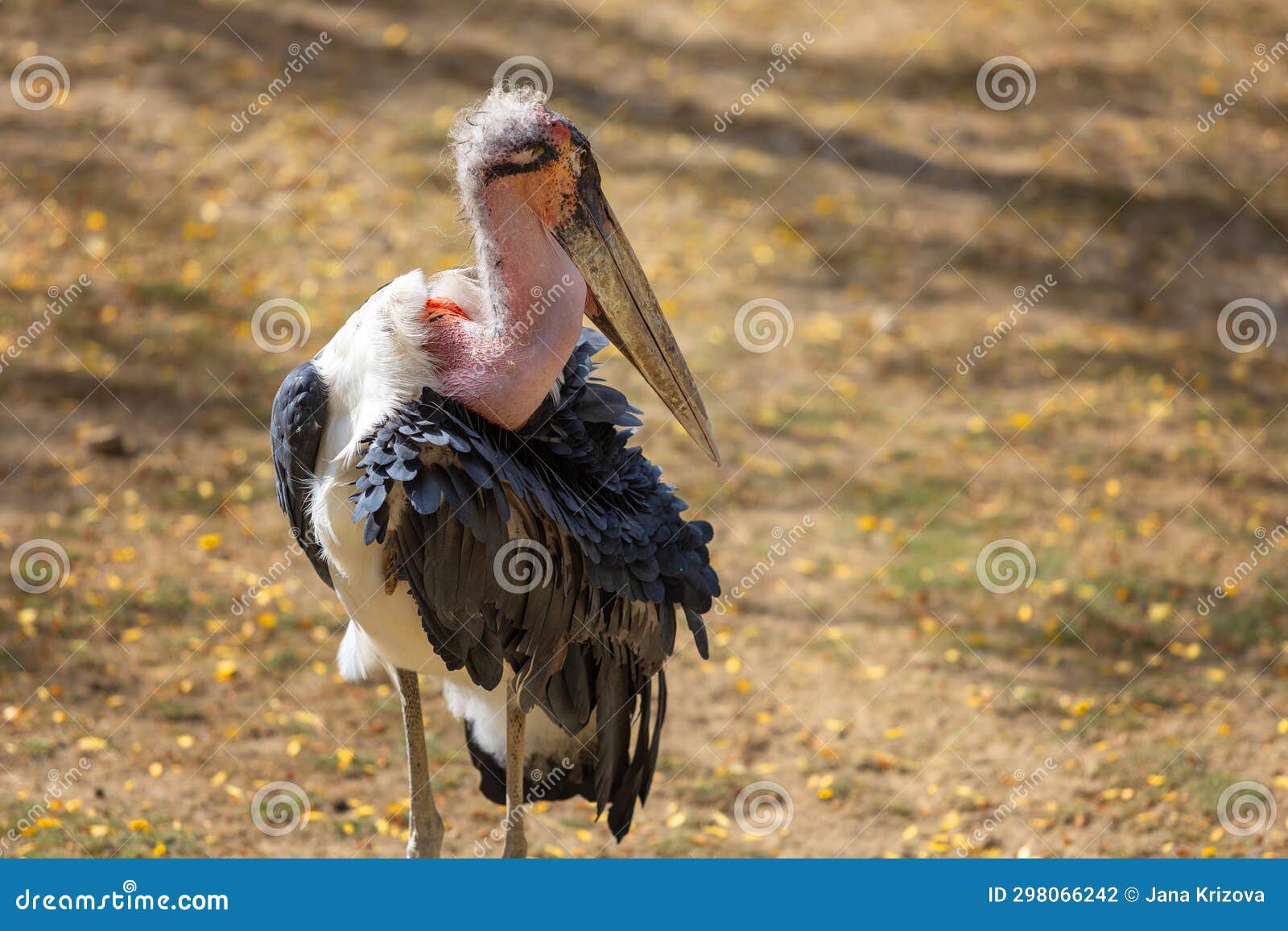 Leptoptilos - Stork-like Bird Standing Head-on on Grass with Wings ...