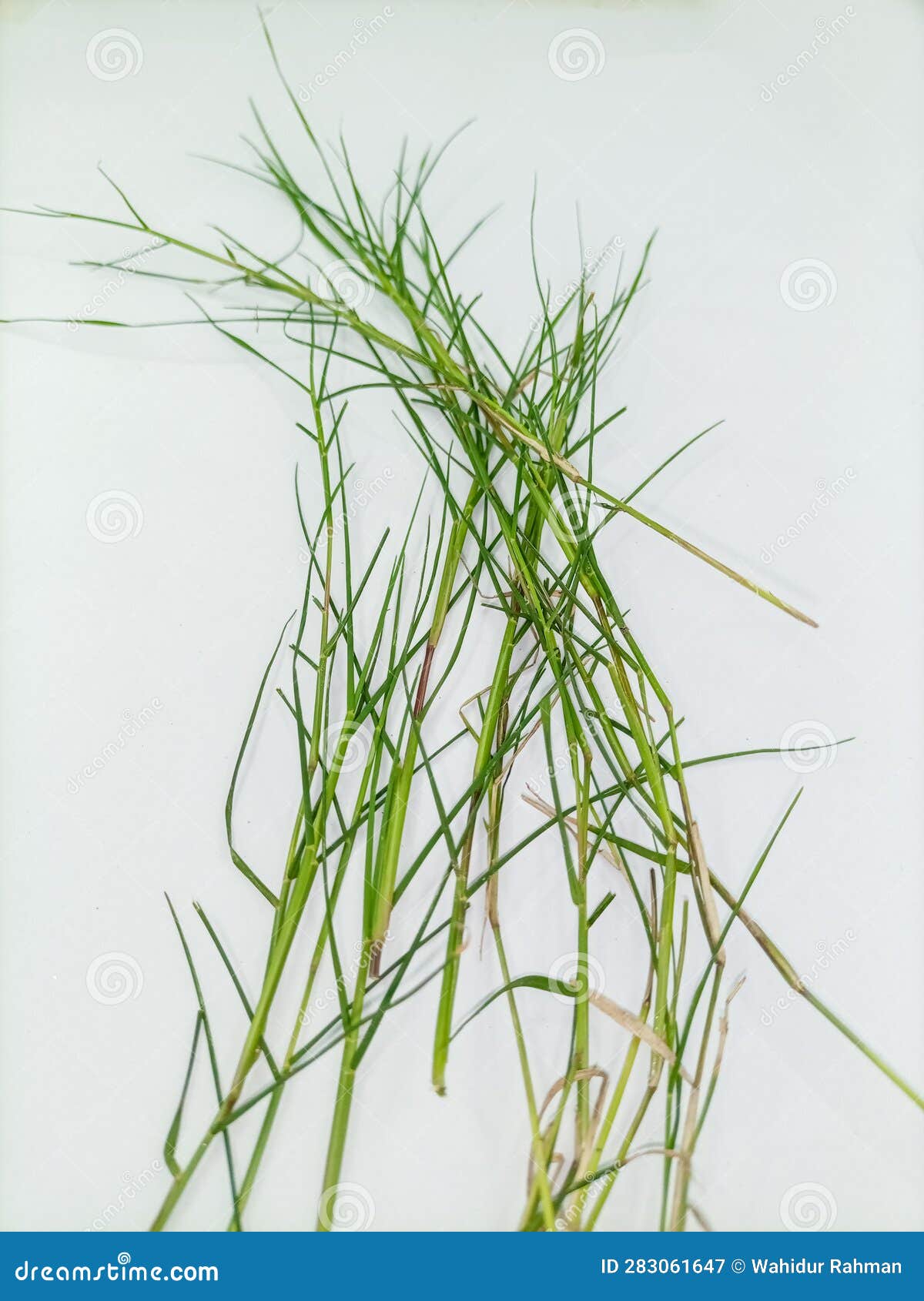 Lepturus Plant Isolated on White Background Stock Image - Image of ...