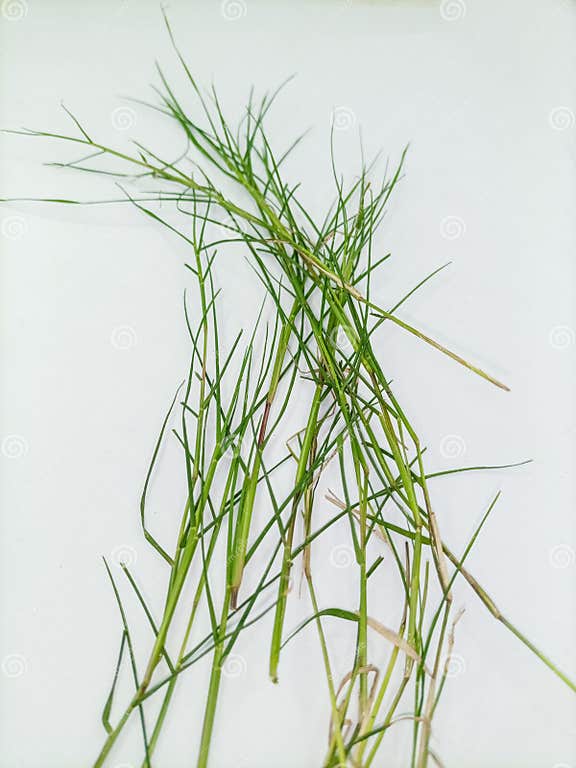 Lepturus Plant Isolated on White Background Stock Image - Image of ...