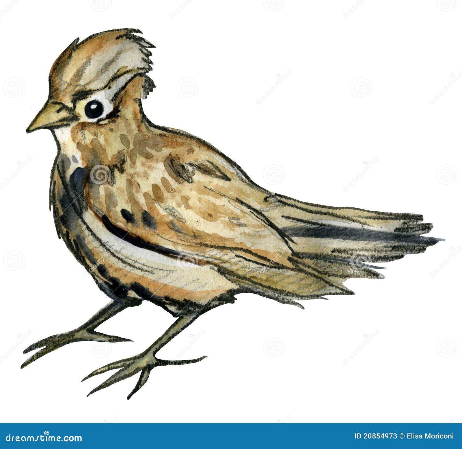 Lerche getrennt auf Weiß stock abbildung. Illustration von lack - 20854973