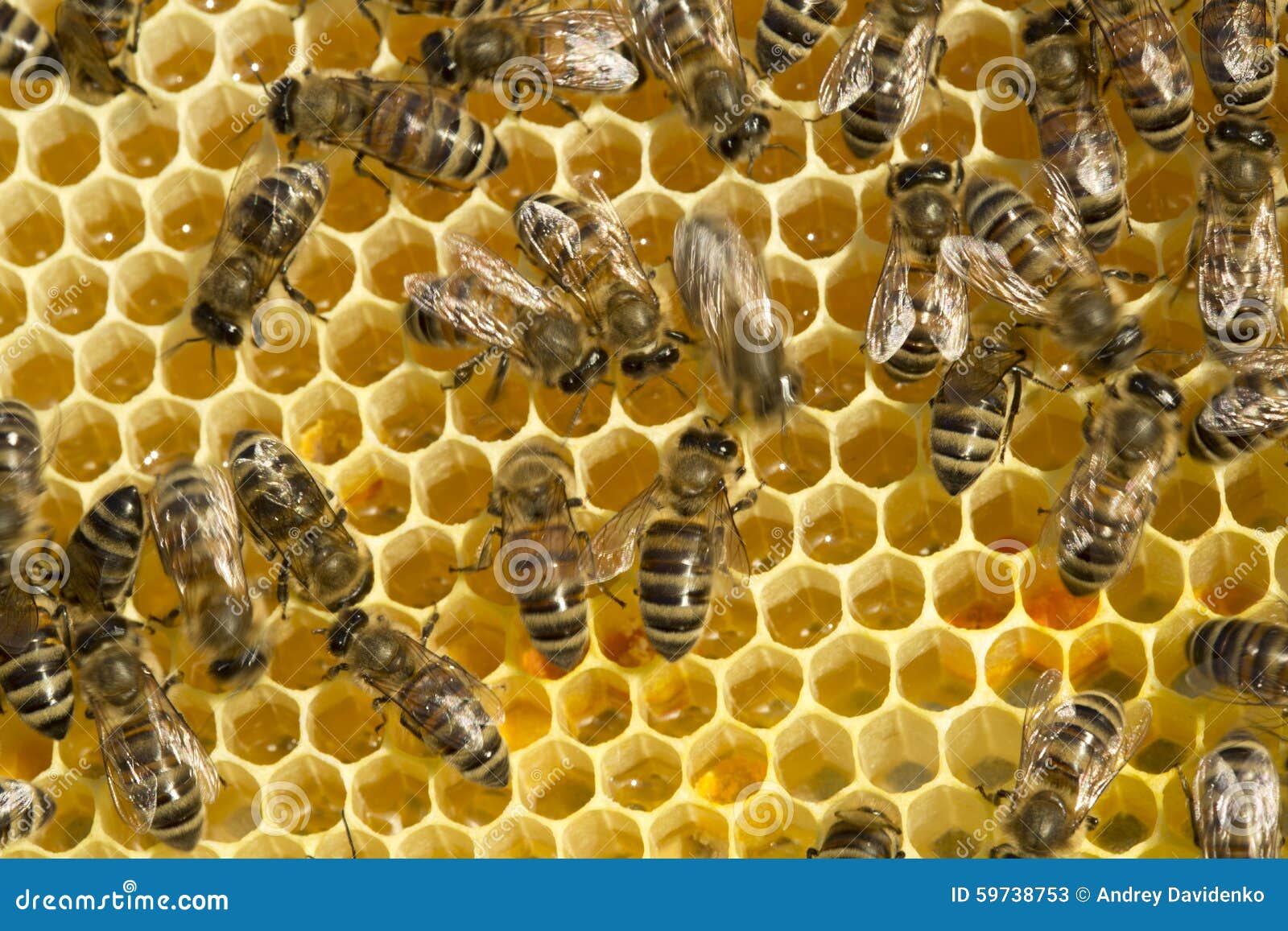 Les Abeilles Convertissent Le Nectar En Miel Photos Stock - Téléchargez ...