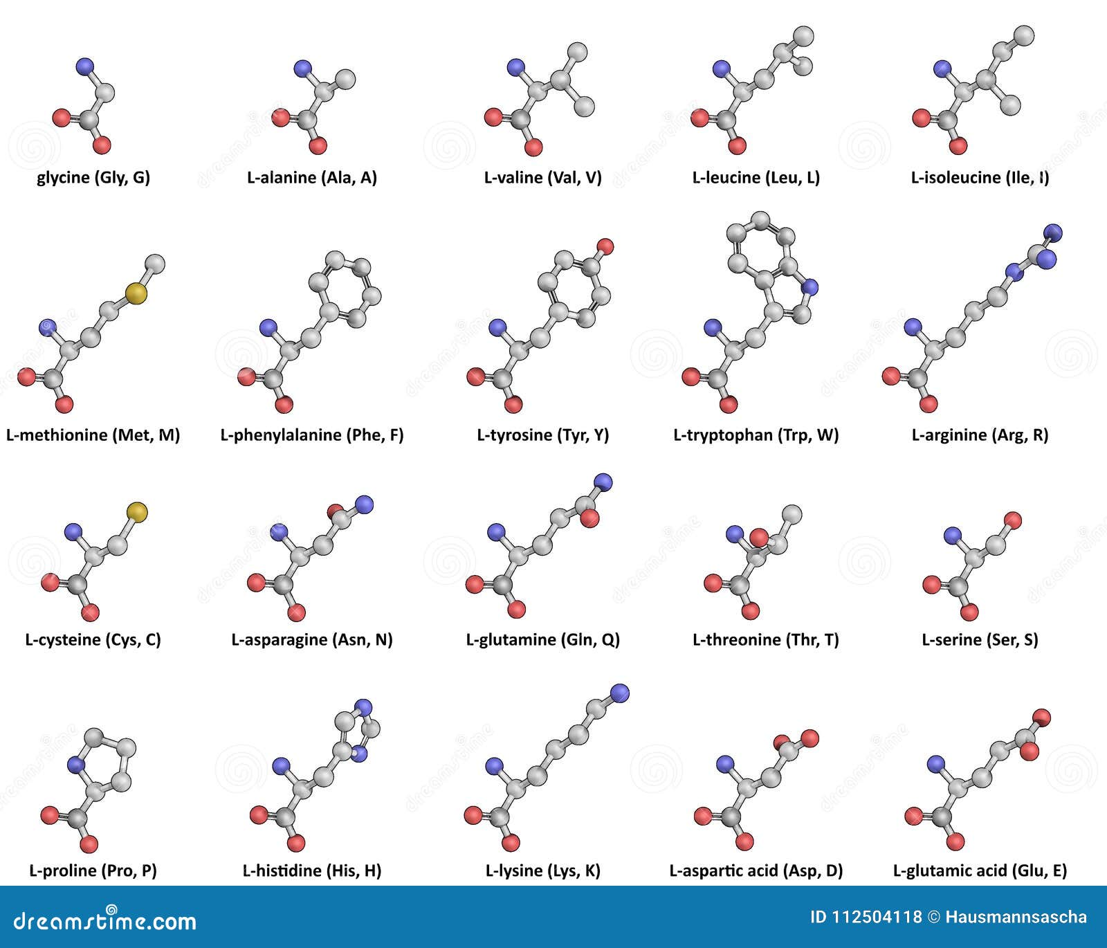 Les 20 Acides L-aminés Standard Illustration Stock - Illustration du ...