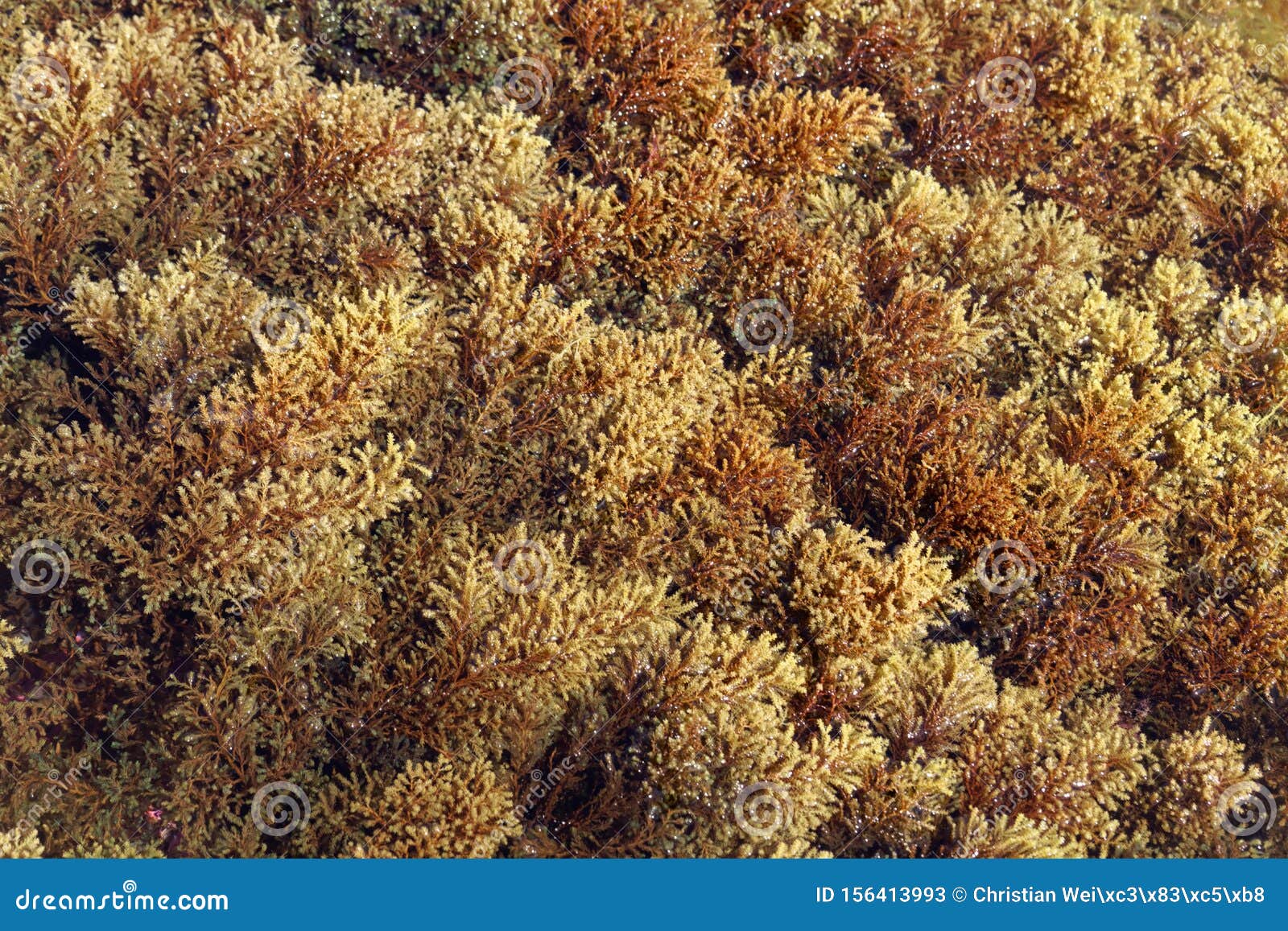 Les Algues Brunes Cystoseira Mediterranea Image stock - Image du marin ...