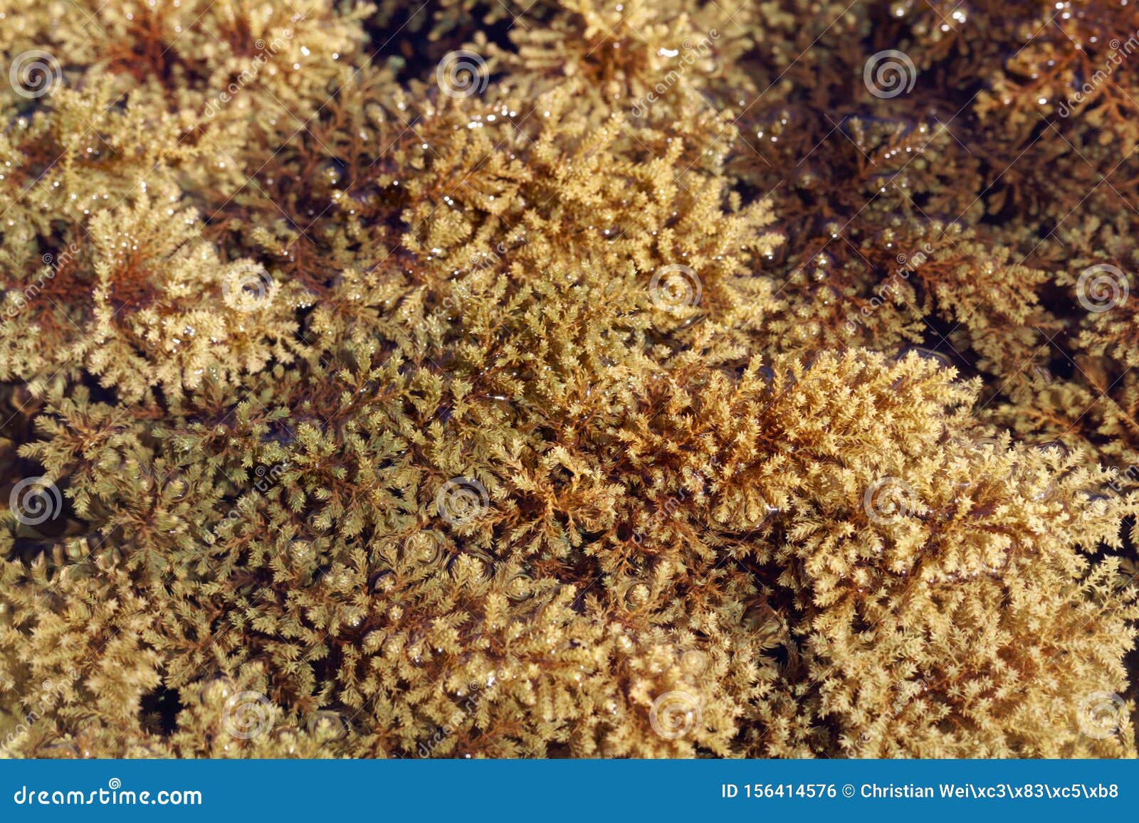 Les Algues Brunes Cystoseira Mediterranea Photo stock - Image du centrale, surface: 156414576