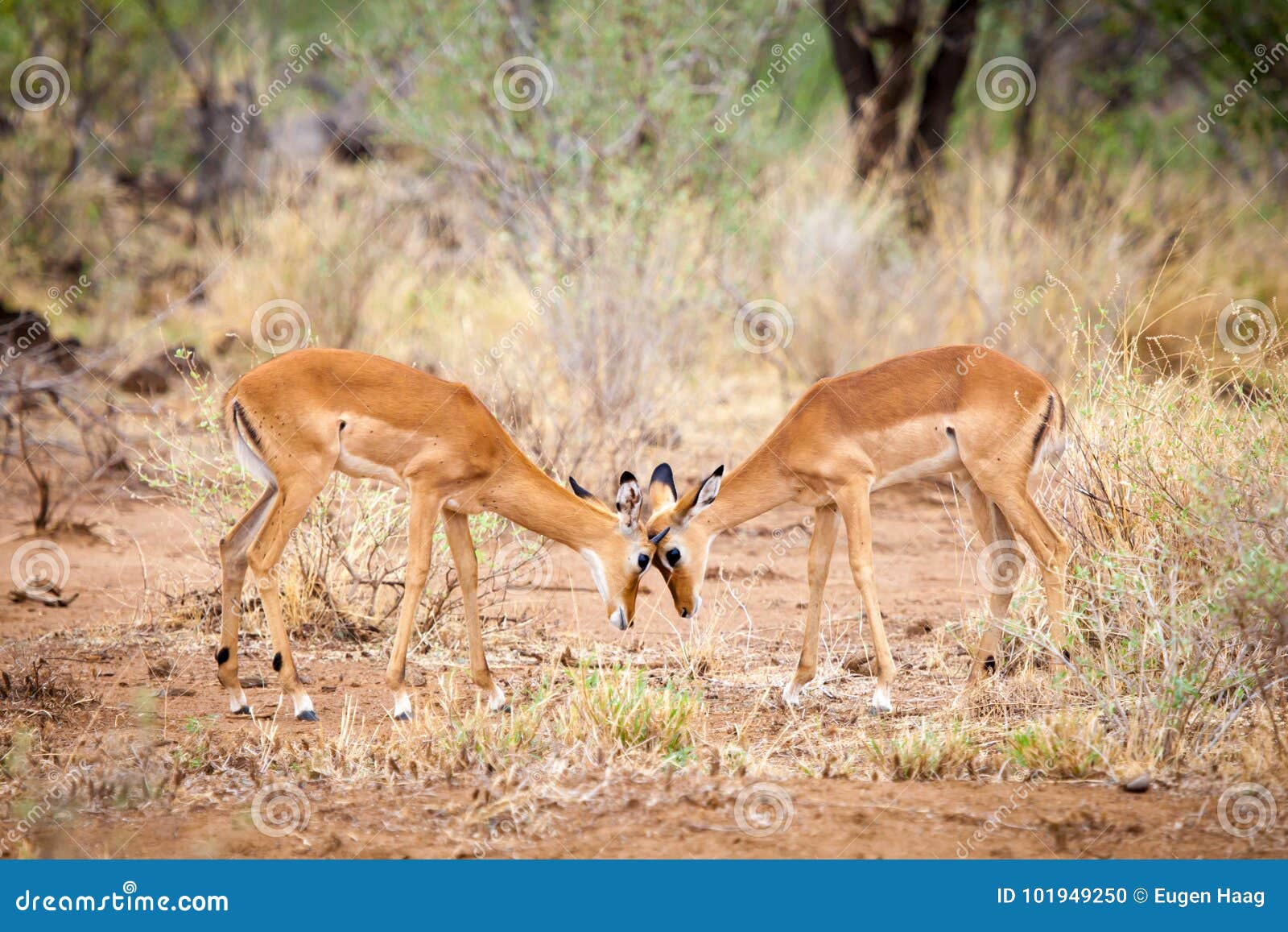 Les Antilopes Est Escarmouche Dans La Savane Du Kenya Photo stock ...