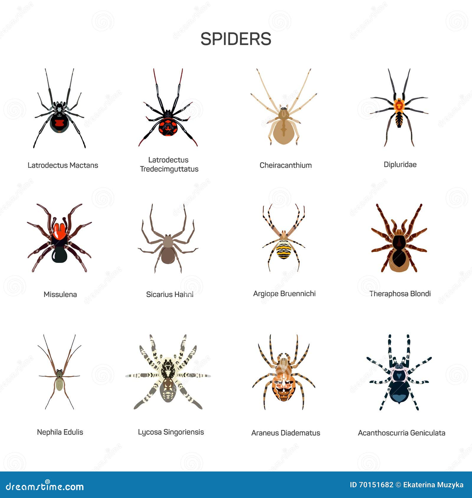 Les Araignées Dirigent L'ensemble Dans La Conception Plate De Style ...