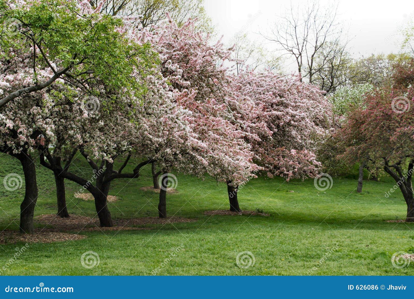 Les Arbres Fleurit Au Printemps Photo stock - Image du nature, frais ...